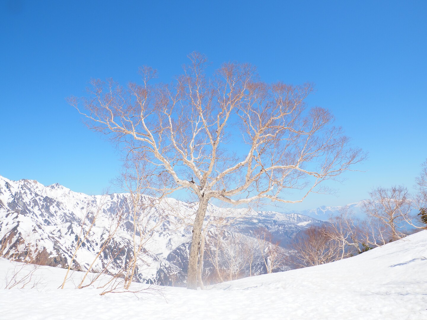 GW唐松岳 / t-phanさんの鹿島槍ヶ岳・五竜岳（五龍岳）・唐松岳の活動データ | YAMAP / ヤマップ