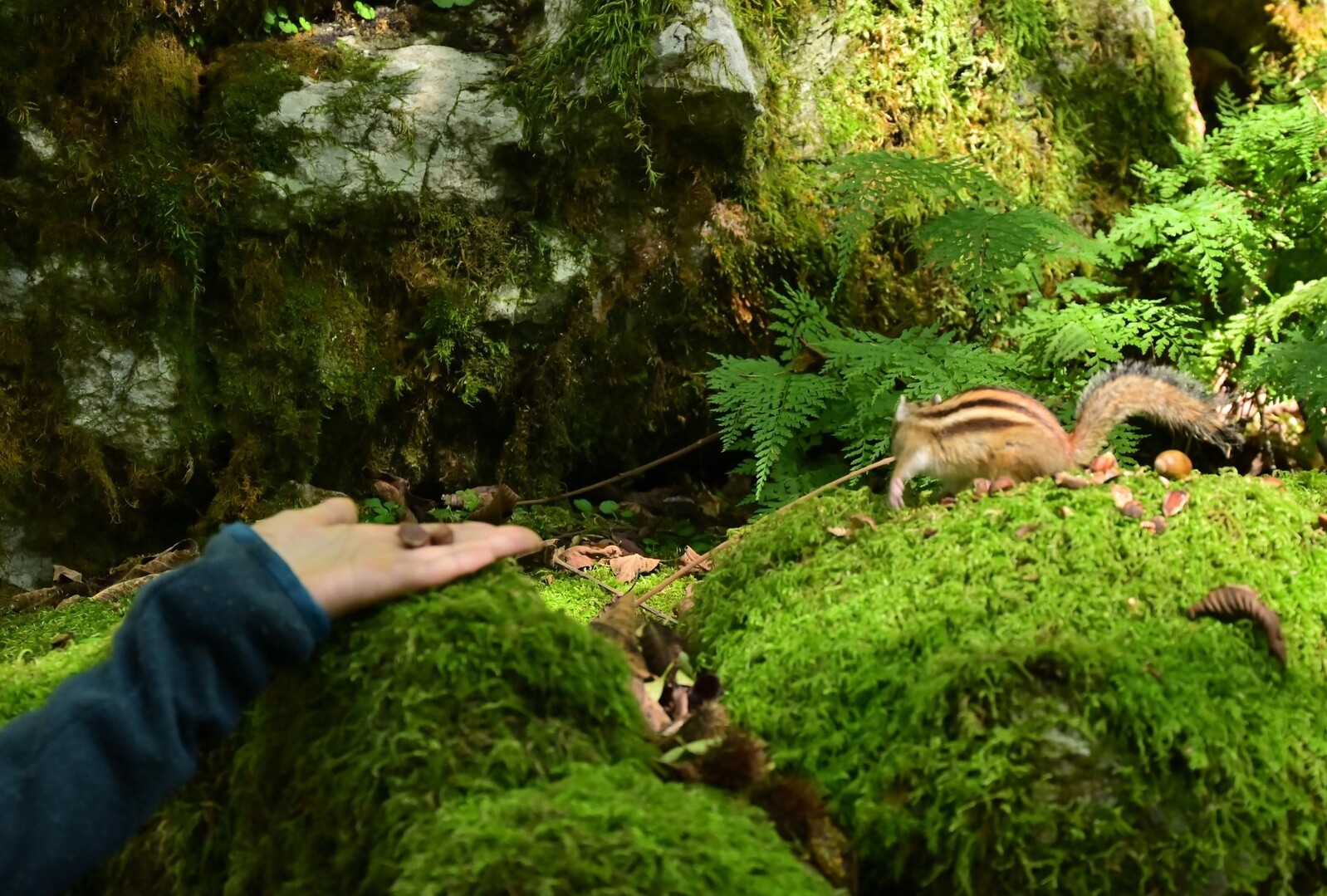 ルールルルル♪ / k3さんの天狗堂の活動日記 | YAMAP / ヤマップ