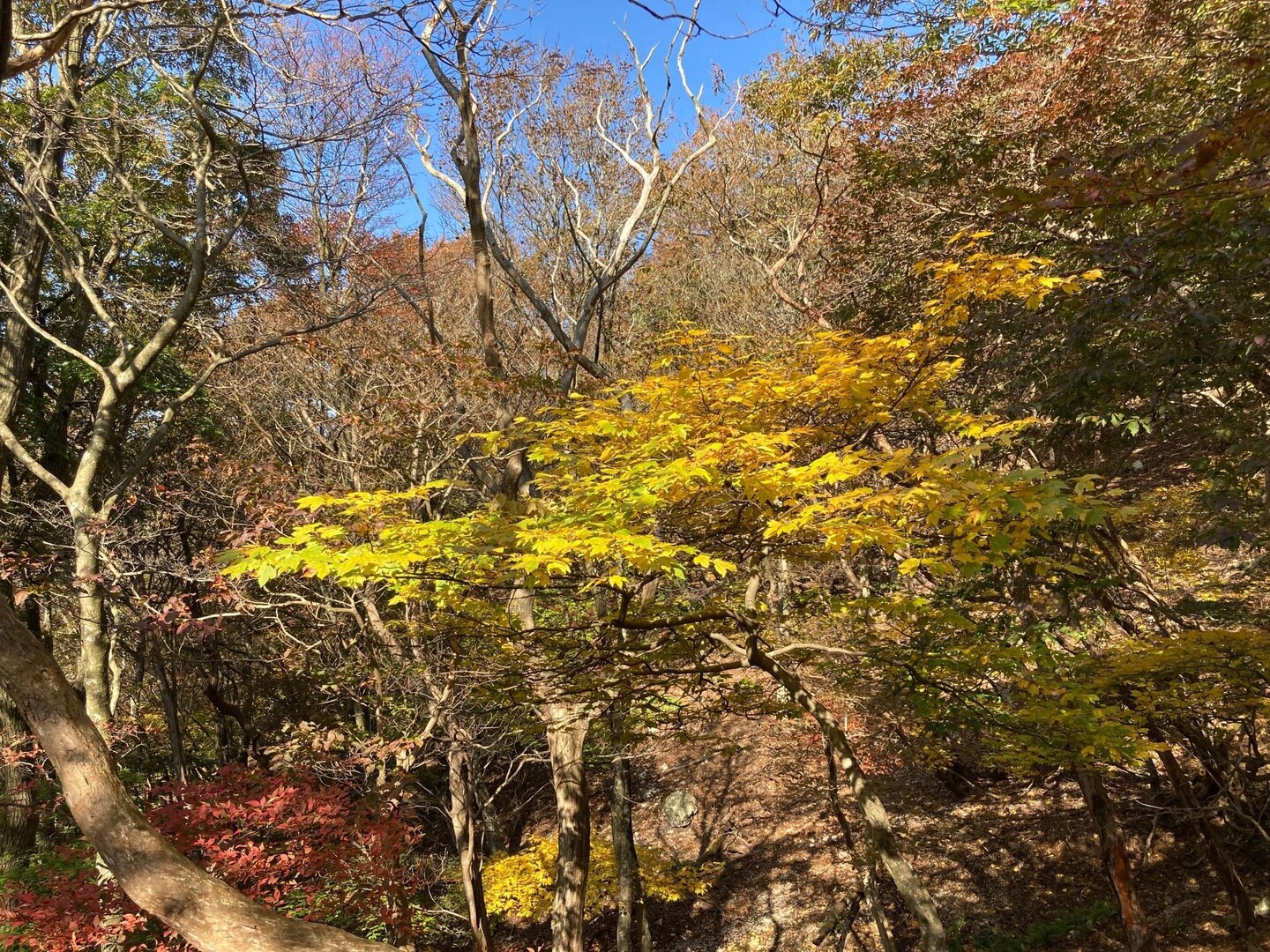 表山・北尾根P826峰・三方山 / 伊吹テンさんの養老山・笙ヶ岳・三方山の活動データ | YAMAP / ヤマップ
