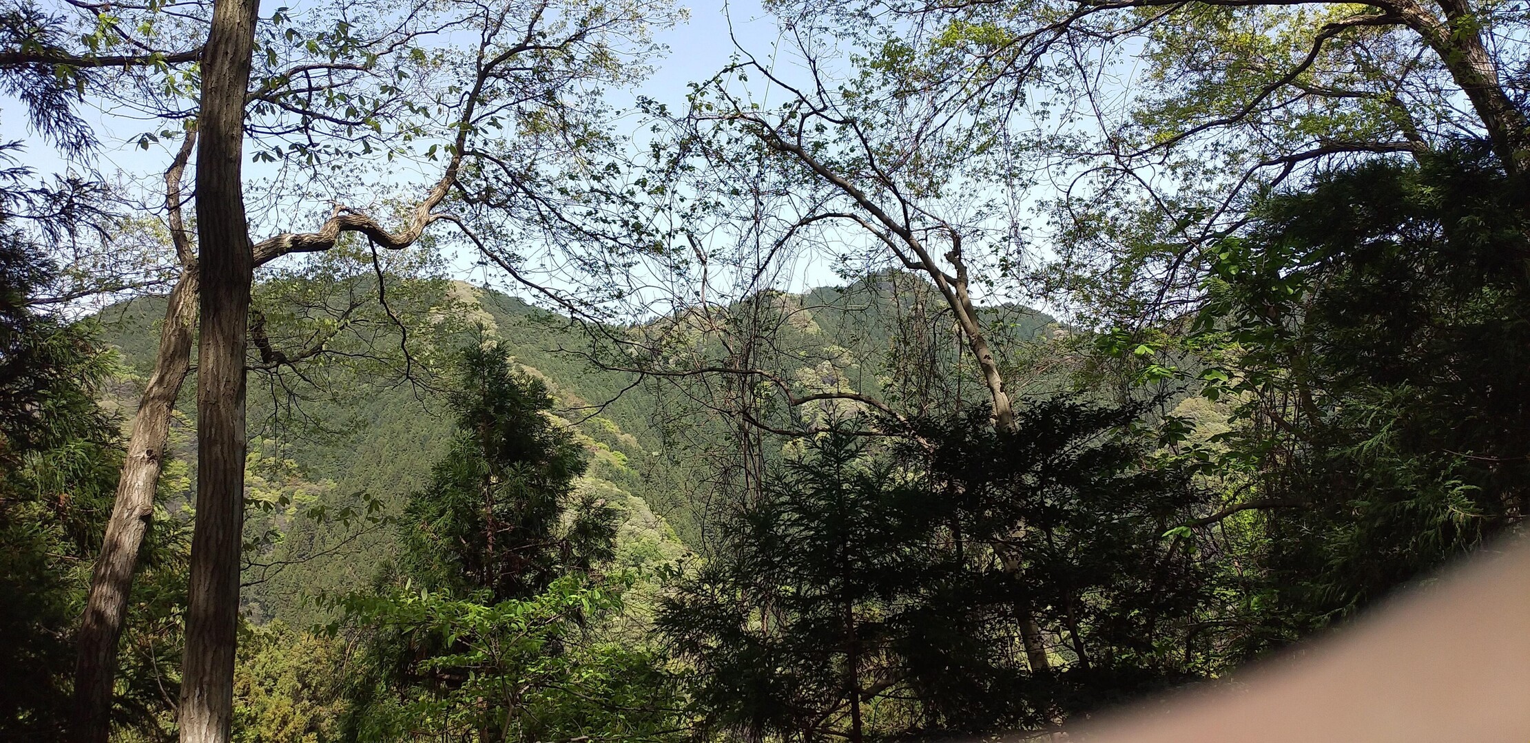 猪ノ鼻山・大久保山・478m圏峰 / きょんさんの高尾山・陣馬山・景信山の活動データ | YAMAP / ヤマップ