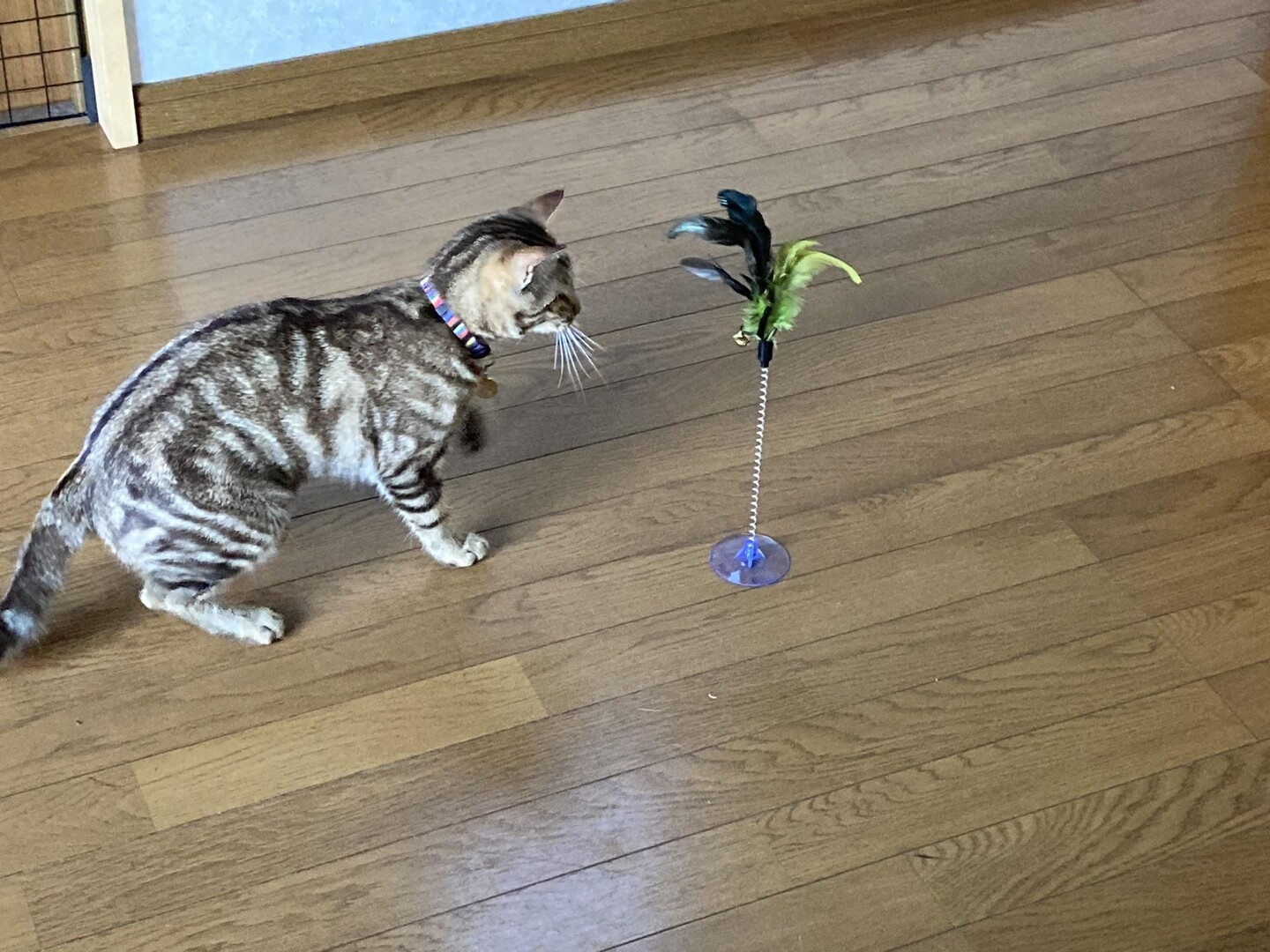 🐈猫ちゃん動画 🔺https://y... / 莉興園 植木サービス【代表】さんのモーメント | YAMAP / ヤマップ