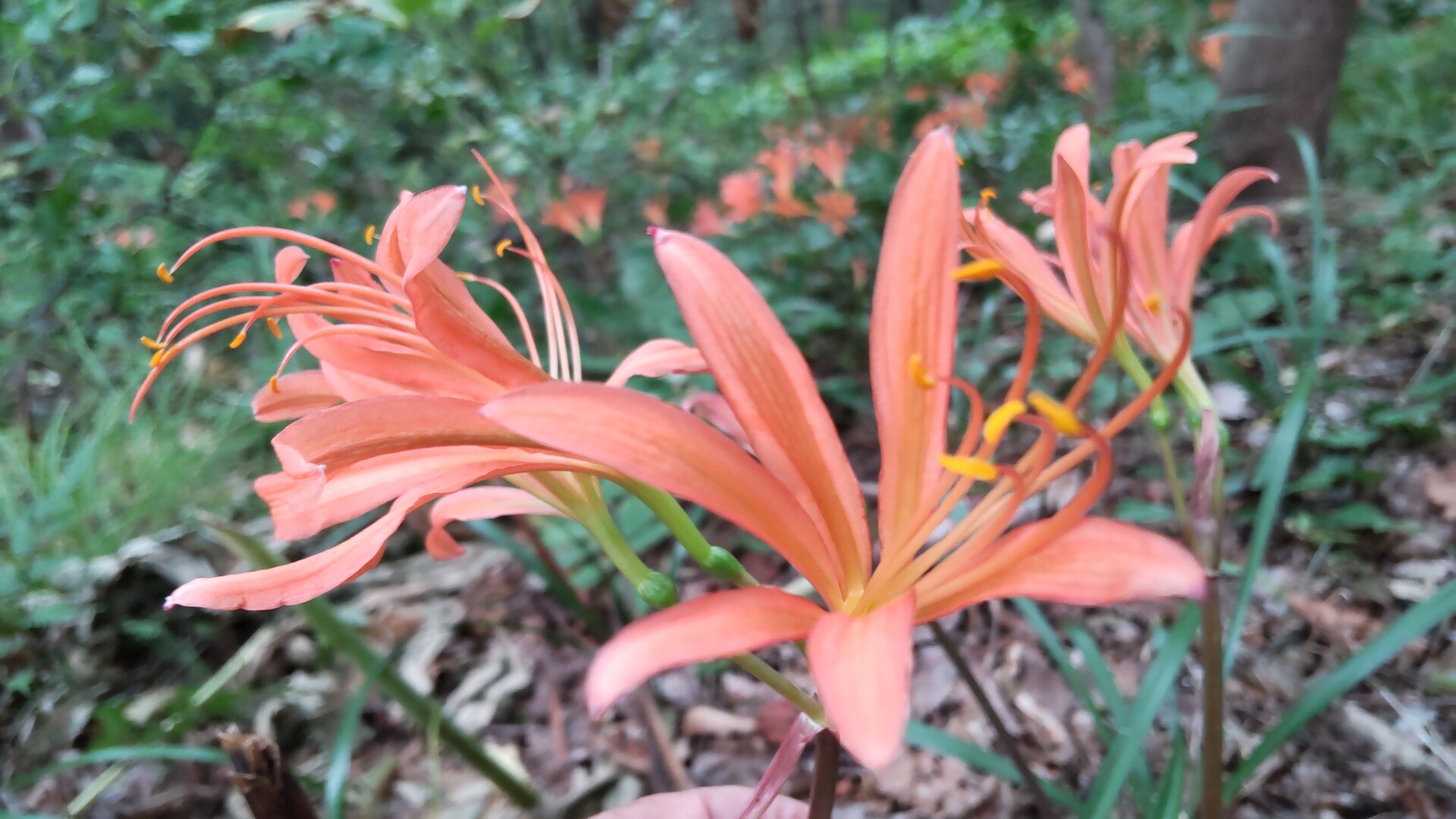 HB-TAKAさんの投稿したフィールドメモ | YAMAP / ヤマップ