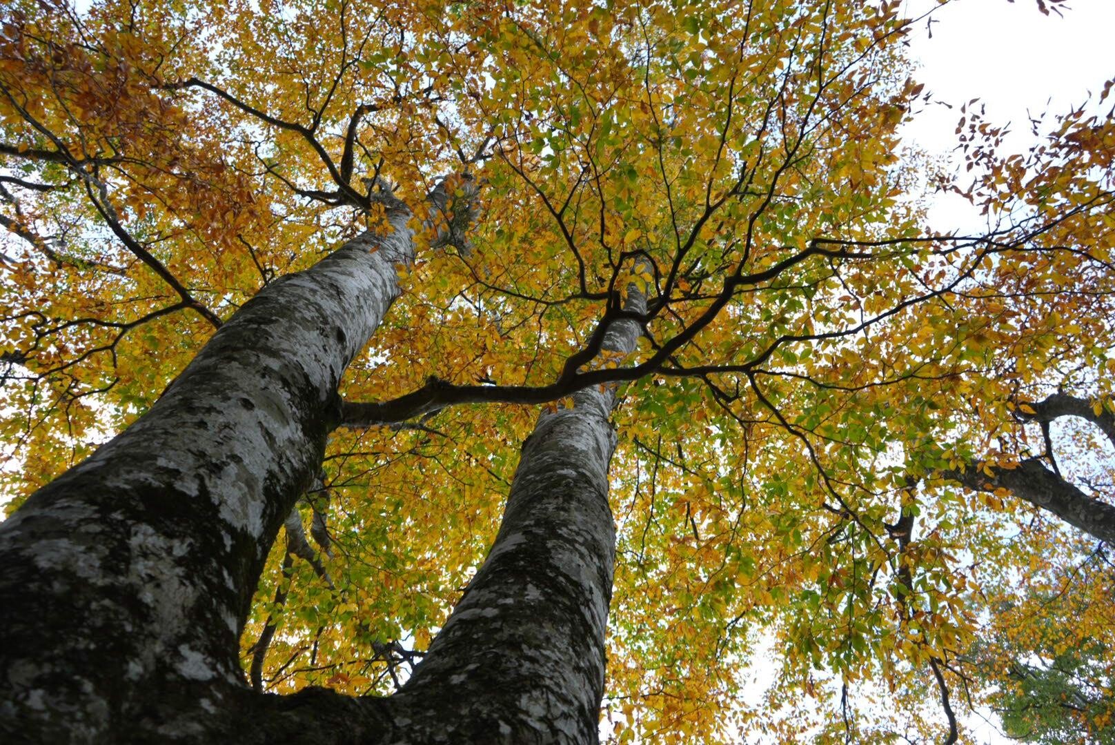 大山（弥山） / yo-jiさんの大山・甲ヶ山・野田ヶ山の活動データ | YAMAP / ヤマップ