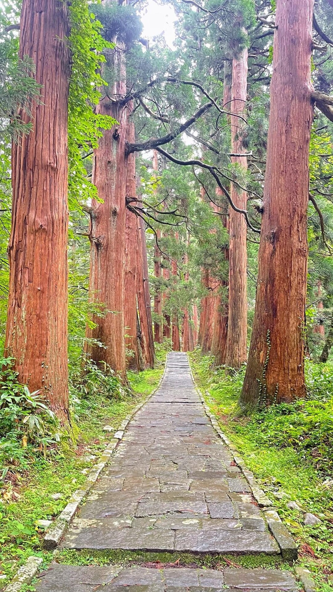 羽黒山 うまれかわりのたび🦛 ︎ / nepukoさんの羽黒山の活動データ | YAMAP / ヤマップ