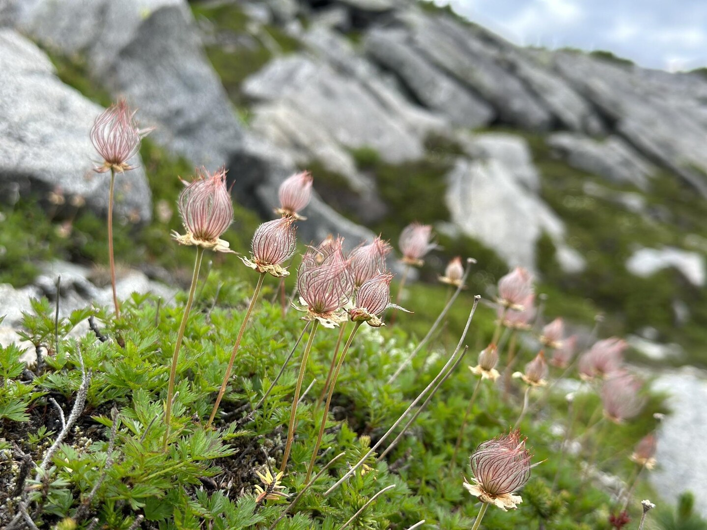 中央アルプス 三ノ沢岳🌸 / chikaさんの木曽駒ヶ岳・空木岳・越百山の活動日記 | YAMAP / ヤマップ