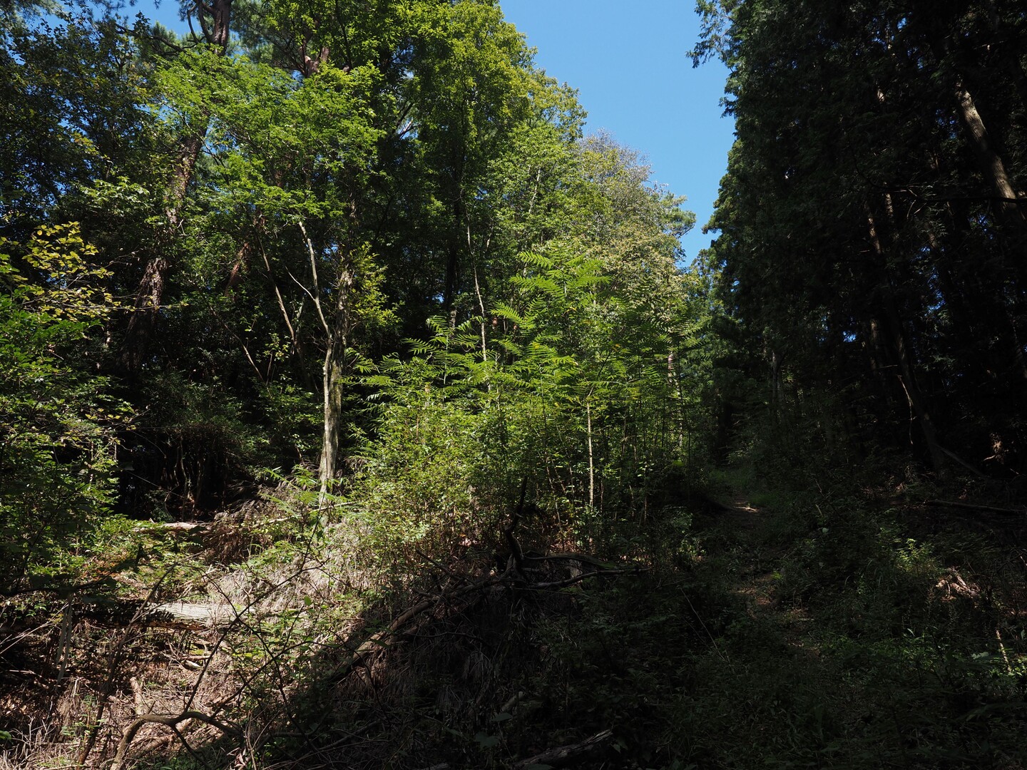 下見の箸蔵山 / Mr. Mさんの箸蔵山・中寺廃寺跡の活動データ | YAMAP / ヤマップ