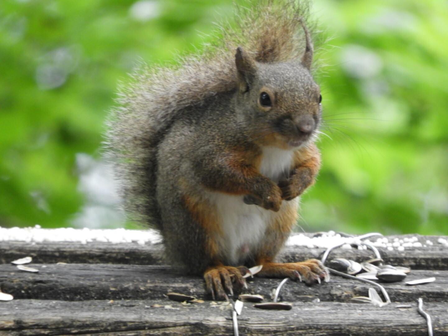 GW関西遠征🚐Day1その①花百🌼二上山（二上山登山口発） / winterheatさんの金剛山・二上山・大和葛城山の活動データ | YAMAP / ヤマップ