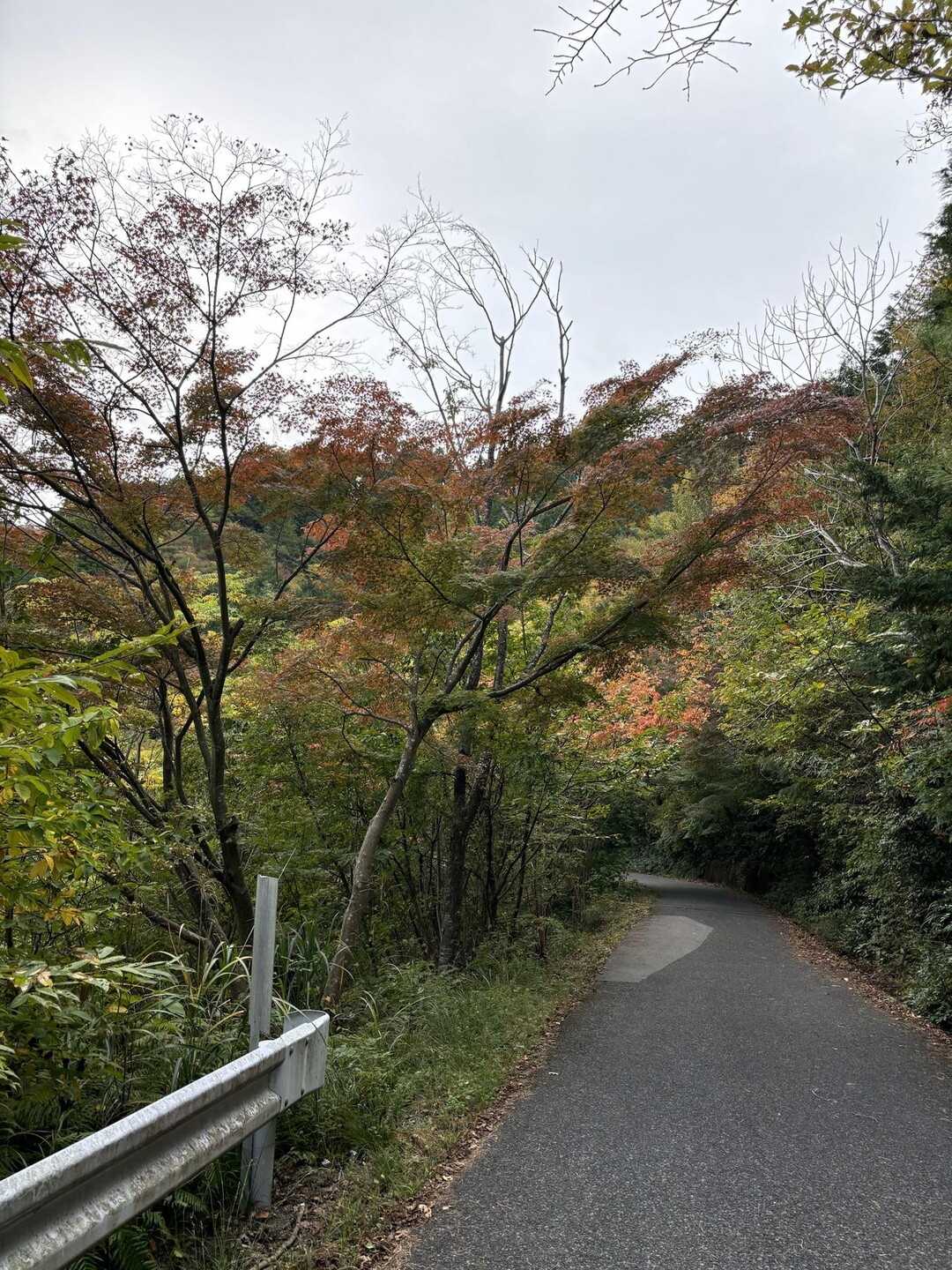 荒神山・日夏山 / kaakoさんの荒神山の活動データ | YAMAP / ヤマップ