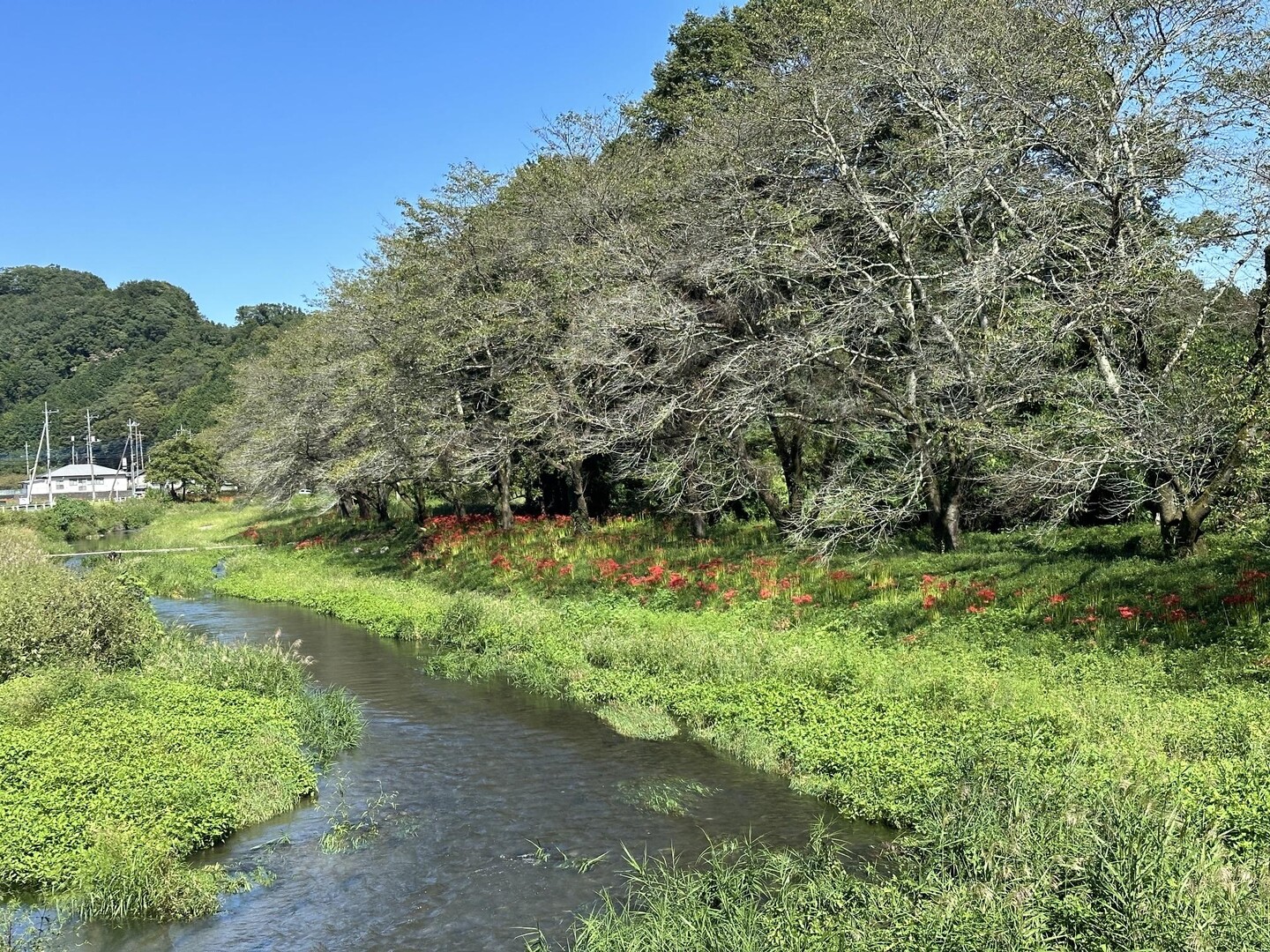 堂平山からの帰り道、曼珠沙華が綺麗に咲い... / maruco87さんのモーメント | YAMAP / ヤマップ