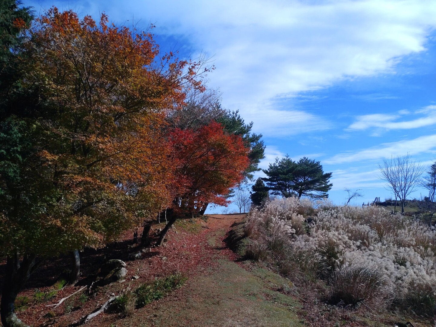野登山（西峰）・野登山 / ks104478さんの入道ヶ岳・鎌ヶ岳・仙ヶ岳の活動データ | YAMAP / ヤマップ