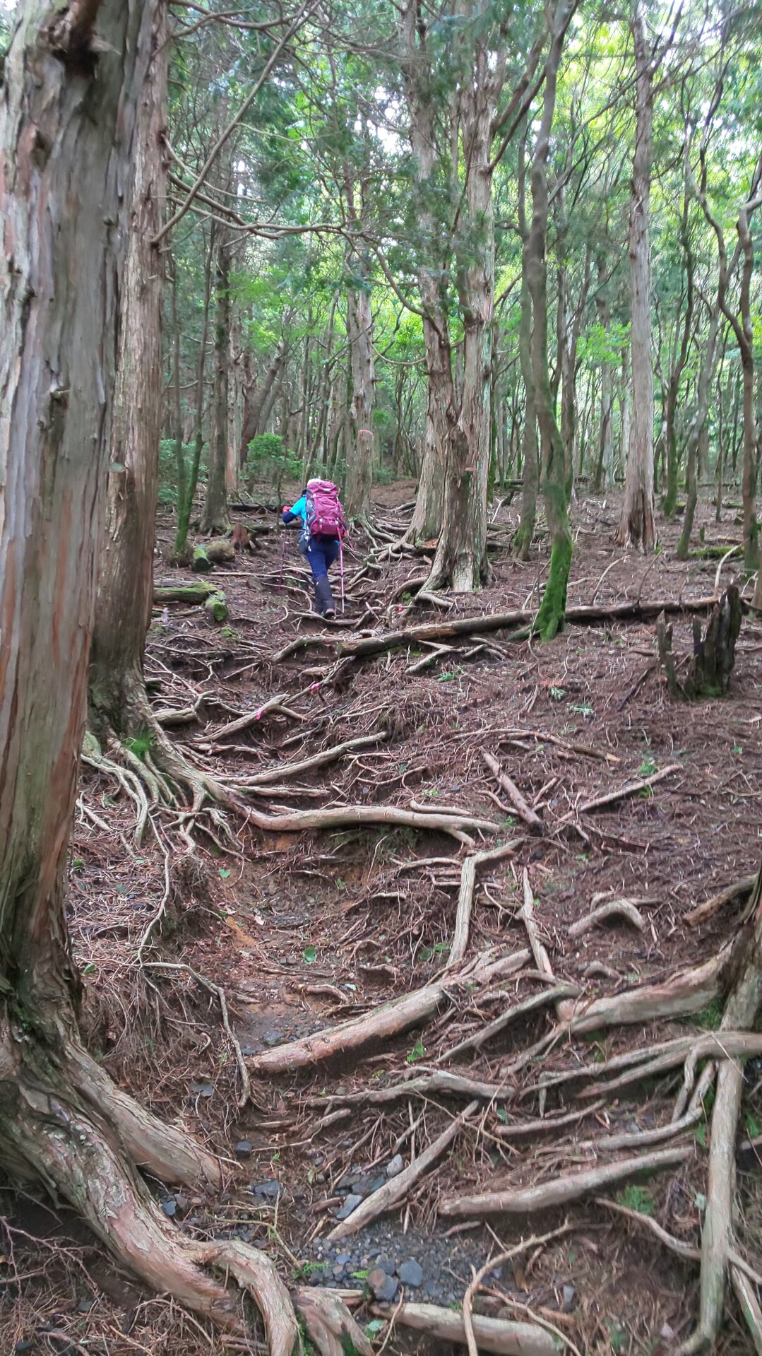 市房山 / kenri33さんの市房山の活動データ | YAMAP / ヤマップ