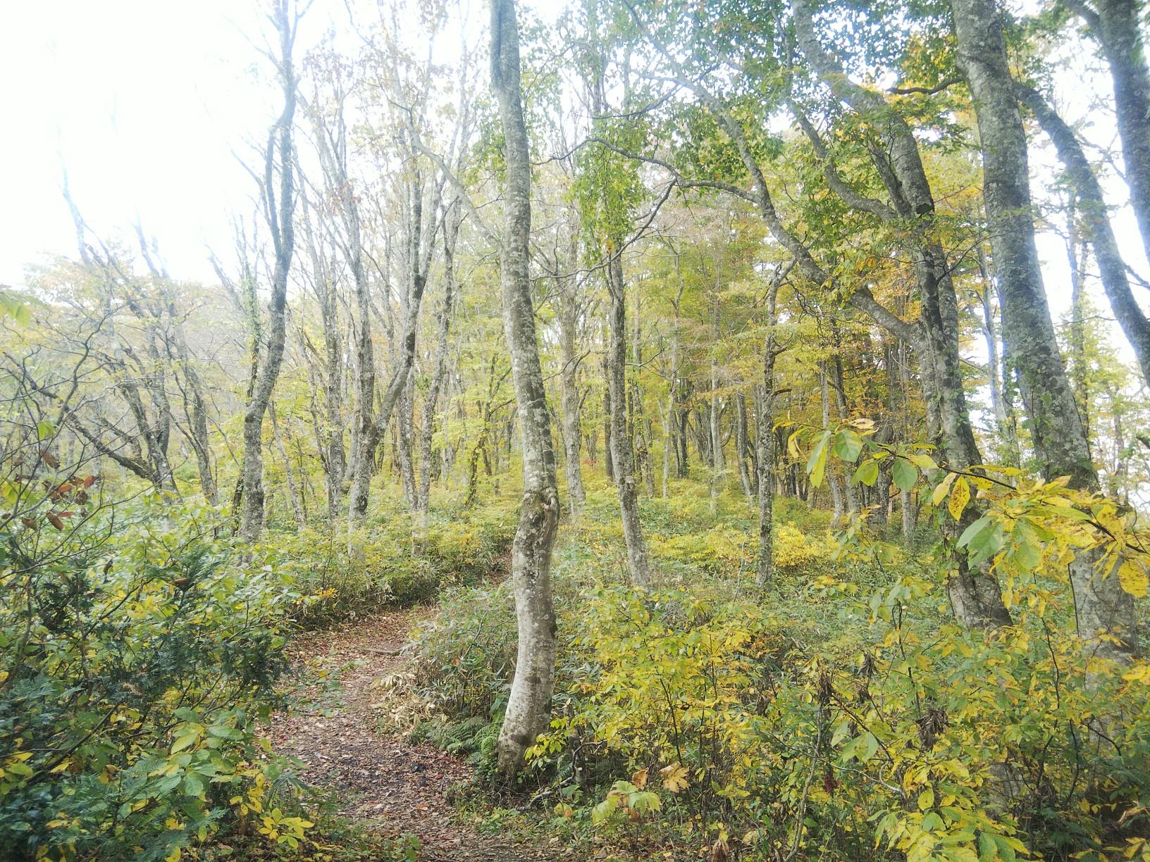 I love BONJU at first sight!の巻 / Yuuki.Yさんの梵珠山の活動データ | YAMAP / ヤマップ