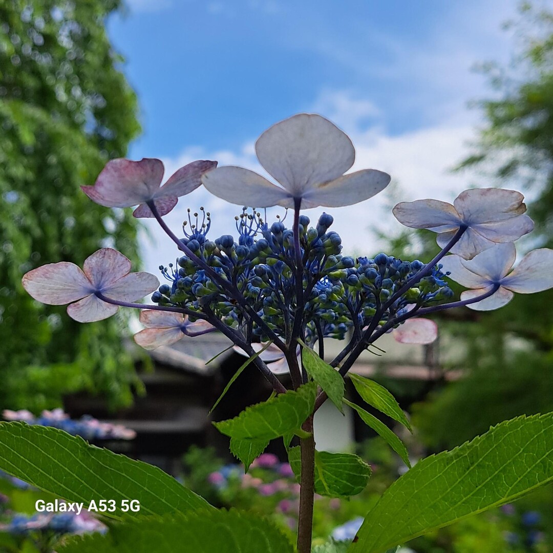 アジサイ寺-2023-06-28 / kco（ケーコ）さんの登山の活動データ | YAMAP / ヤマップ