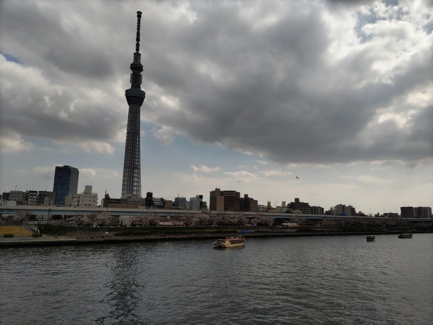 WBC優勝後の花見、最高です! / MINORAさんのモーメント | YAMAP / ヤマップ