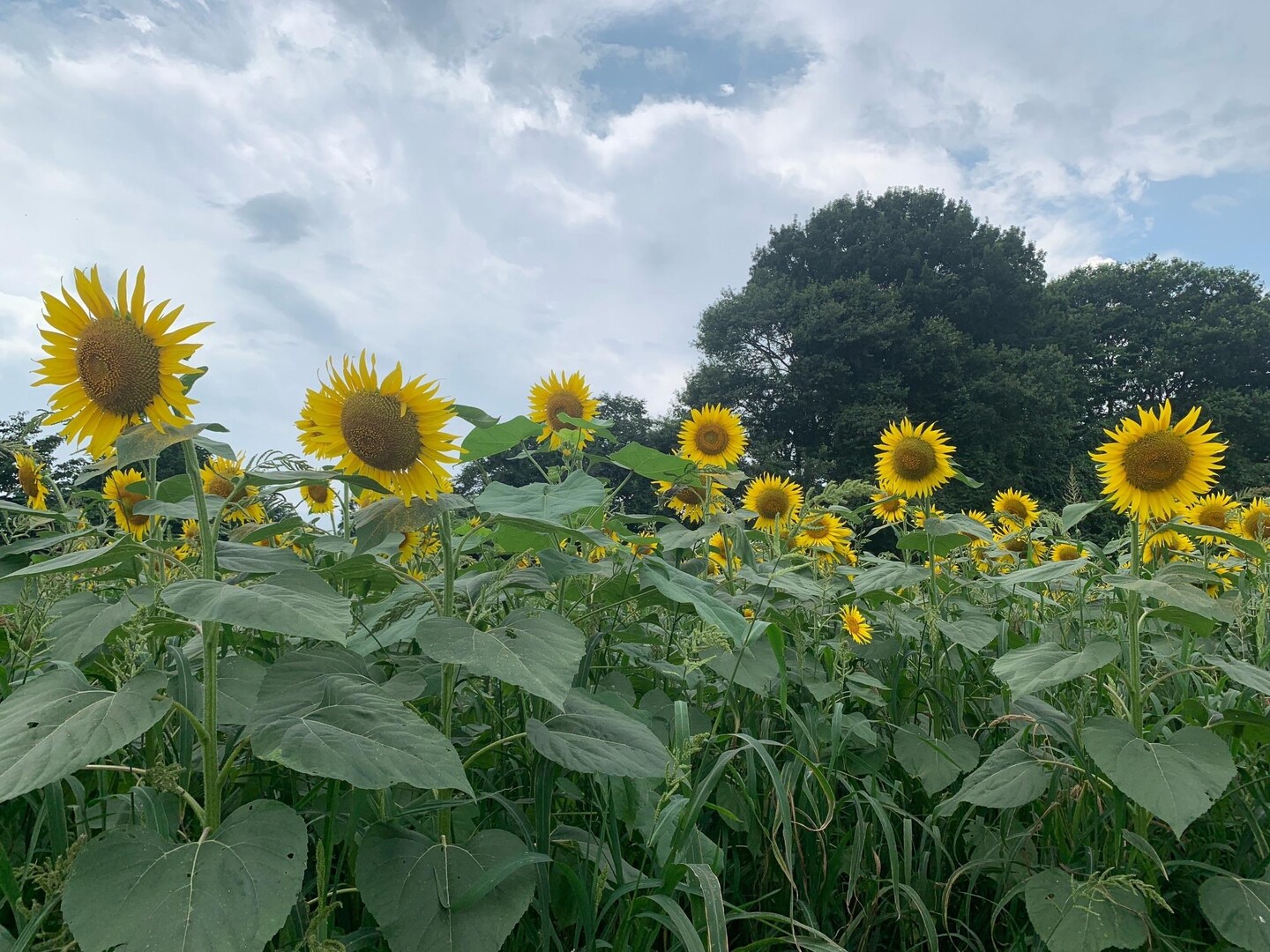 2024/08/07 🌻ひまわりの丘... / cinnamonさんのモーメント | YAMAP / ヤマップ