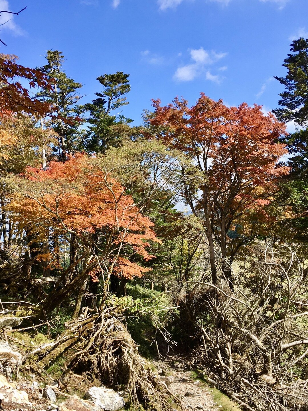 コリトリ⇄一ノ森⇄剣山1955m / 鳴門の山好きさんの剣山の活動データ | YAMAP / ヤマップ