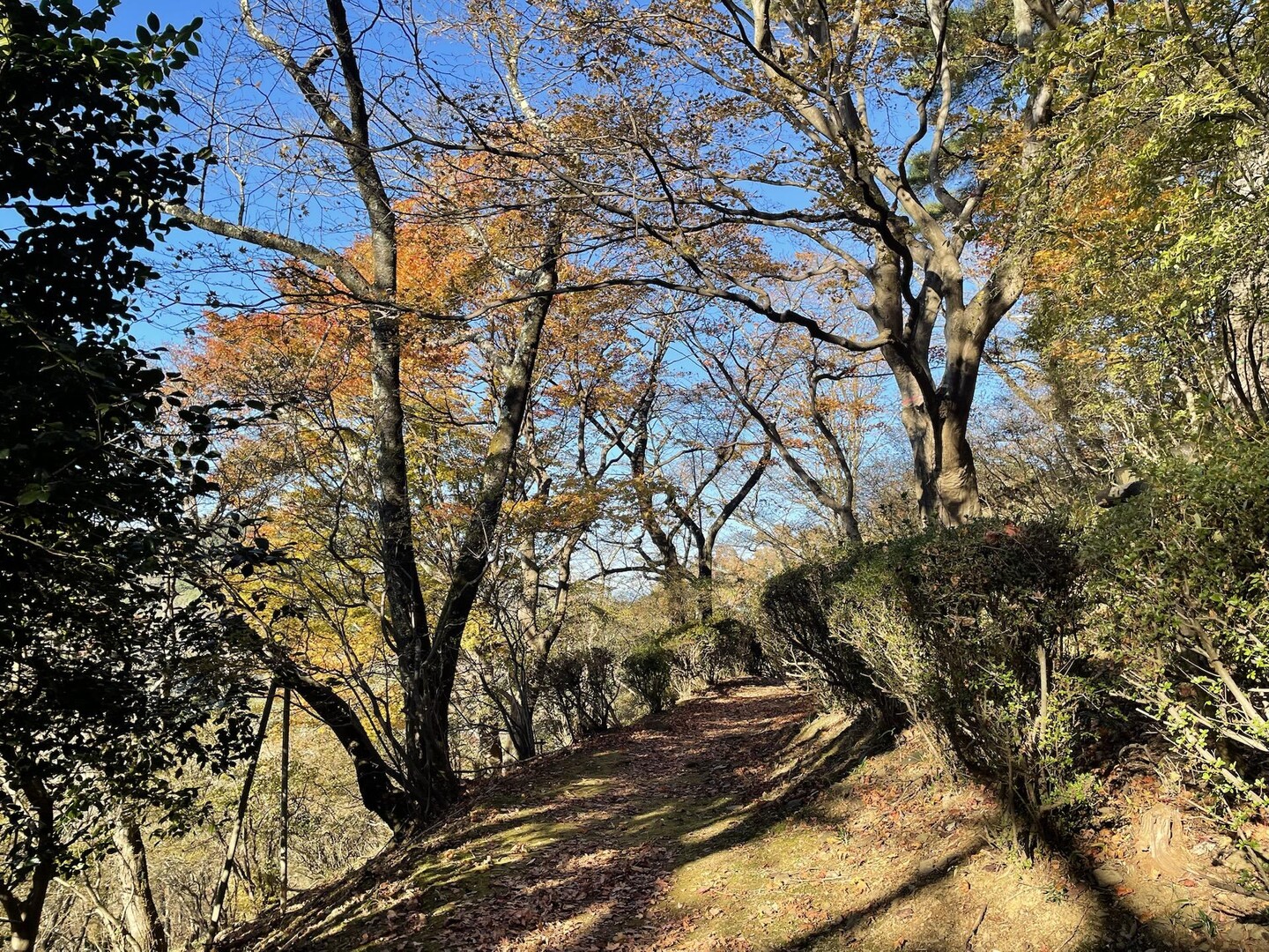 桜山公園の冬桜です。 紅葉と桜のコラボ ... / junさんのモーメント | YAMAP / ヤマップ