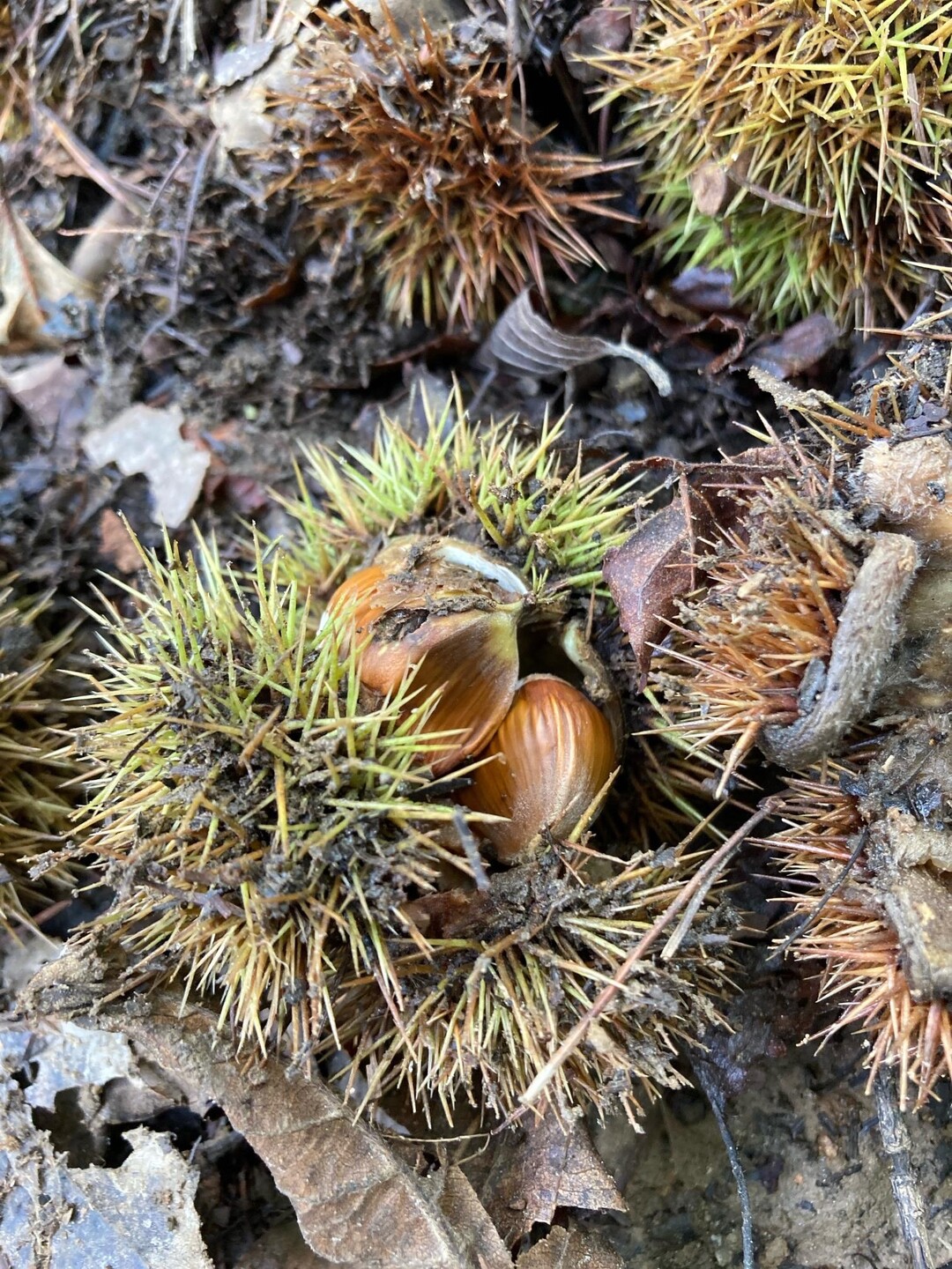 寧比曽岳 / Tigerさんの寧比曽岳・筈ヶ岳・出来山の活動データ | YAMAP / ヤマップ