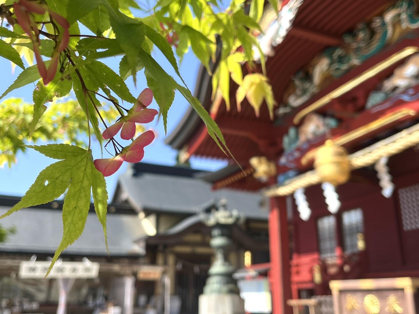 御岳山、日の出山 / fumさんの大岳山・御岳山・御前山の活動データ | YAMAP / ヤマップ