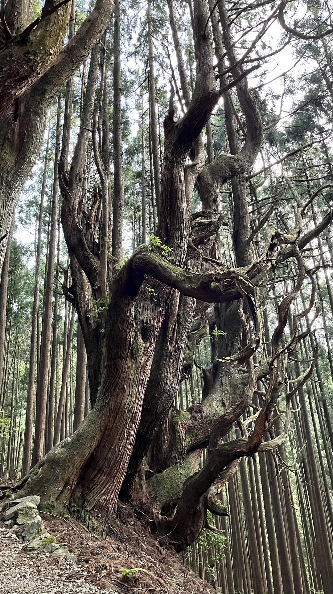 小辺路1泊2日 / kkjjiiさんの熊野古道 小辺路の活動データ | YAMAP / ヤマップ