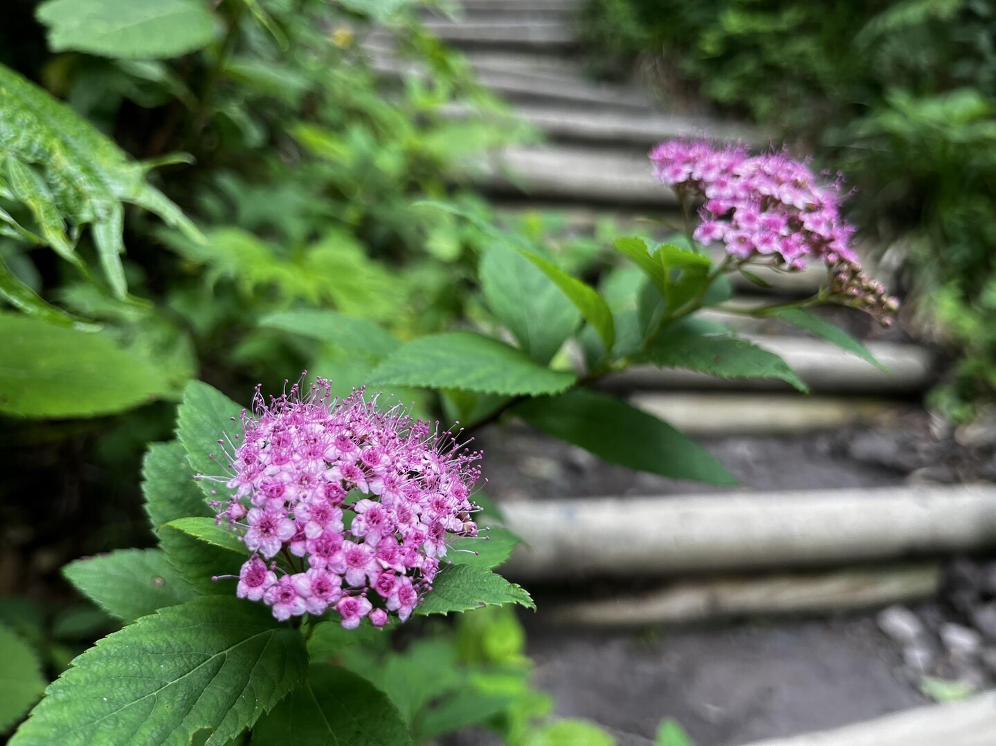 大山（弥山）花の百名山 / ユーザーkiyoさんの大山・甲ヶ山・野田ヶ山の活動データ | YAMAP / ヤマップ