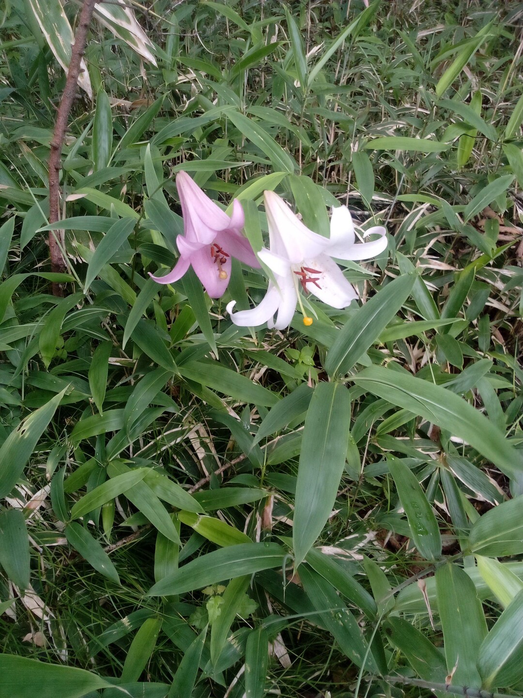 高鳥屋山・梨子野山 / f-muraさんの高鳥屋山・梨子野山・笠松山の活動データ | YAMAP / ヤマップ