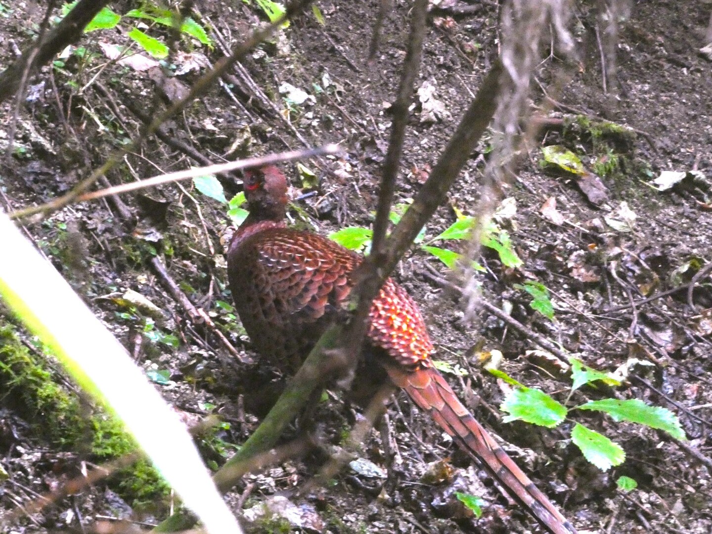 金剛山 山頂広場で一泊 / PAGUさんの金剛山・二上山・大和葛城山の活動データ | YAMAP / ヤマップ