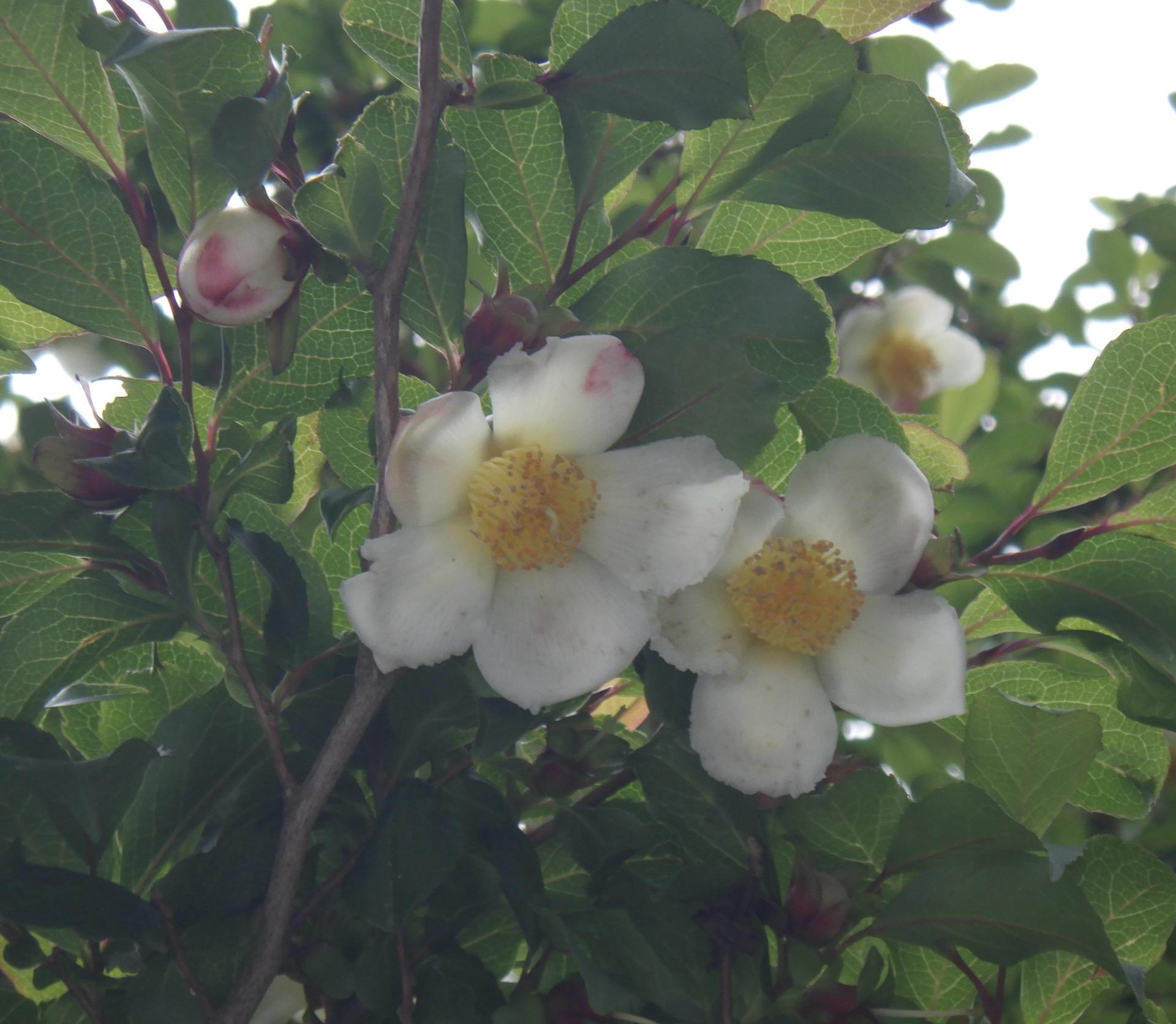初夏の花たちを探して 英彦山（南岳） / motomickyさんの英彦山の活動データ | YAMAP / ヤマップ