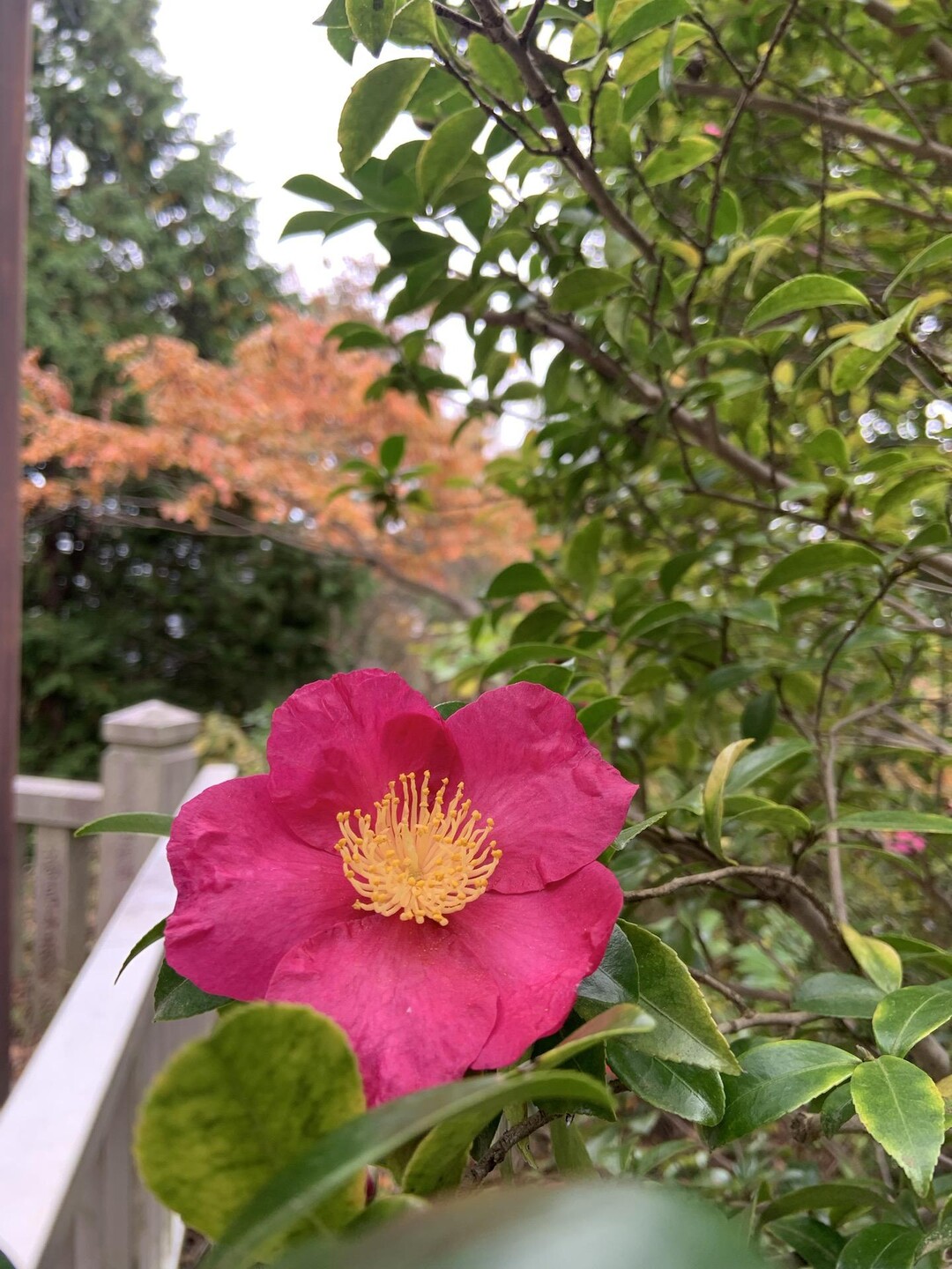 高尾山🍁でリフレッシュ / akkoさんの高尾山・陣馬山・景信山の活動データ | YAMAP / ヤマップ