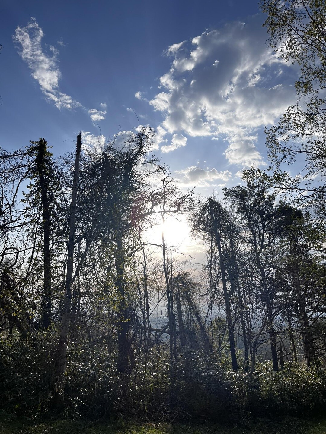 Training / tagu71さんの白旗山の活動データ | YAMAP / ヤマップ