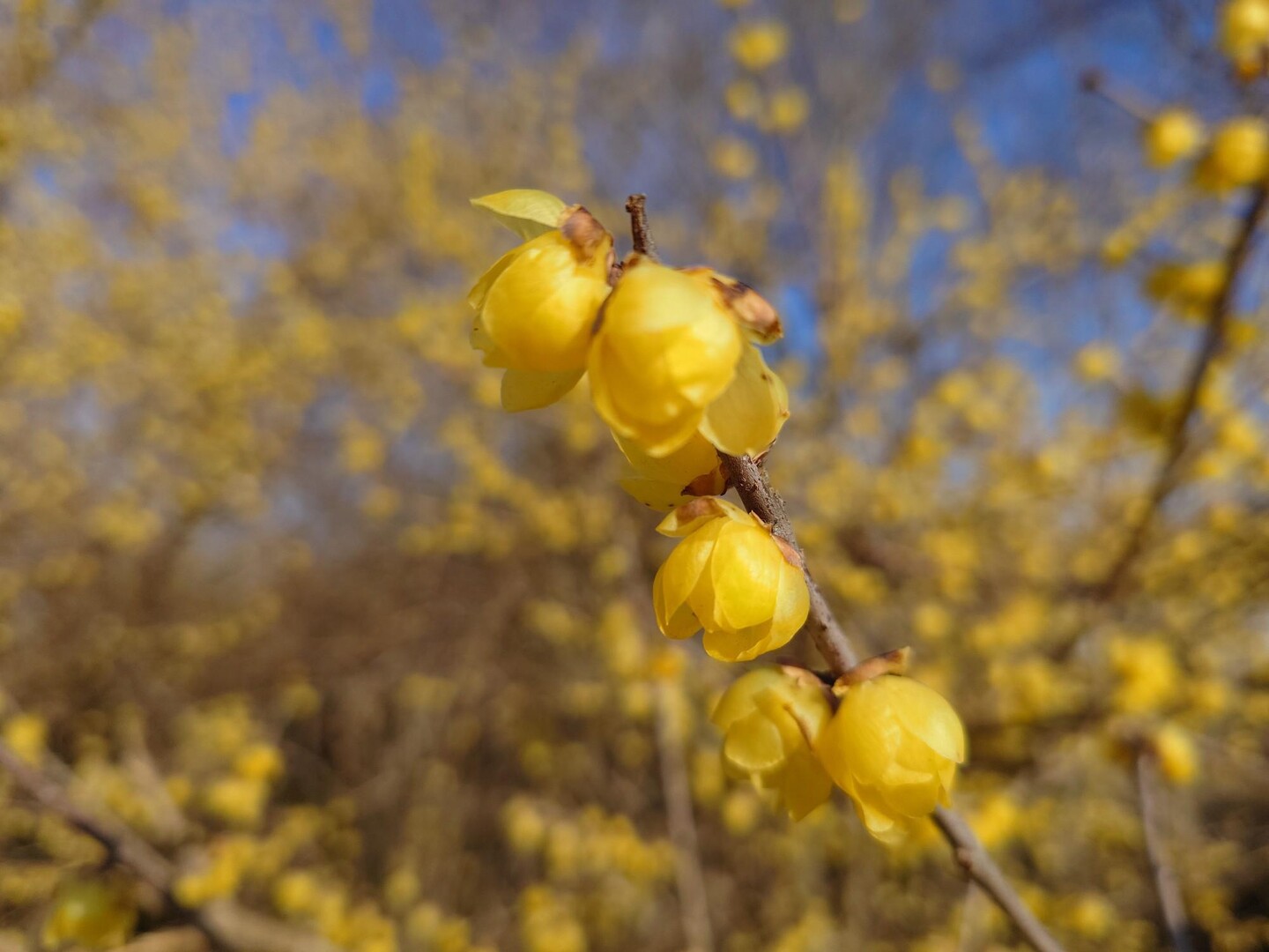 BD Walk 〜Asuka〜 / Τакцさんの高取山の活動データ | YAMAP / ヤマップ