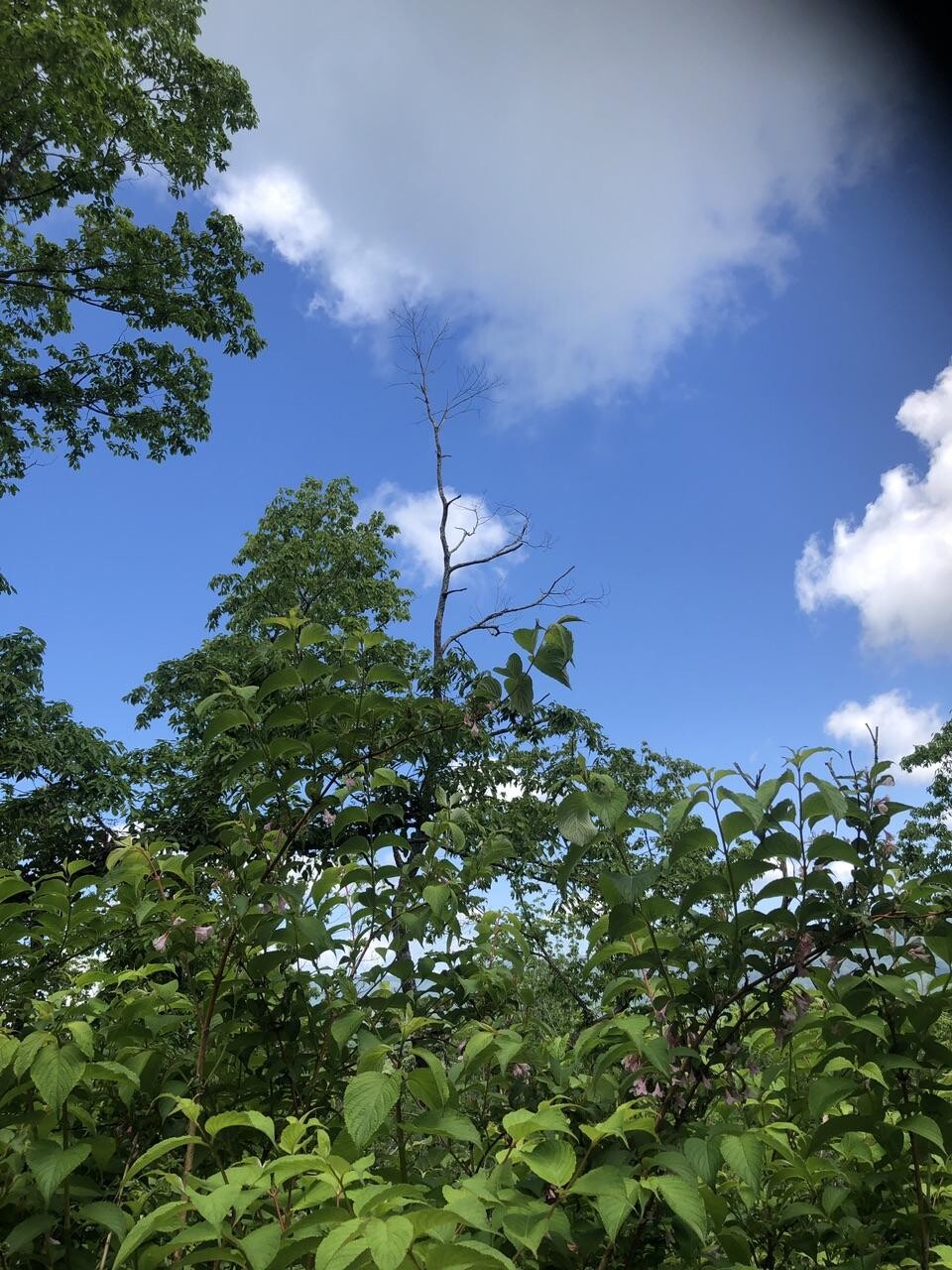 SWのページ | YAMAP / ヤマップ