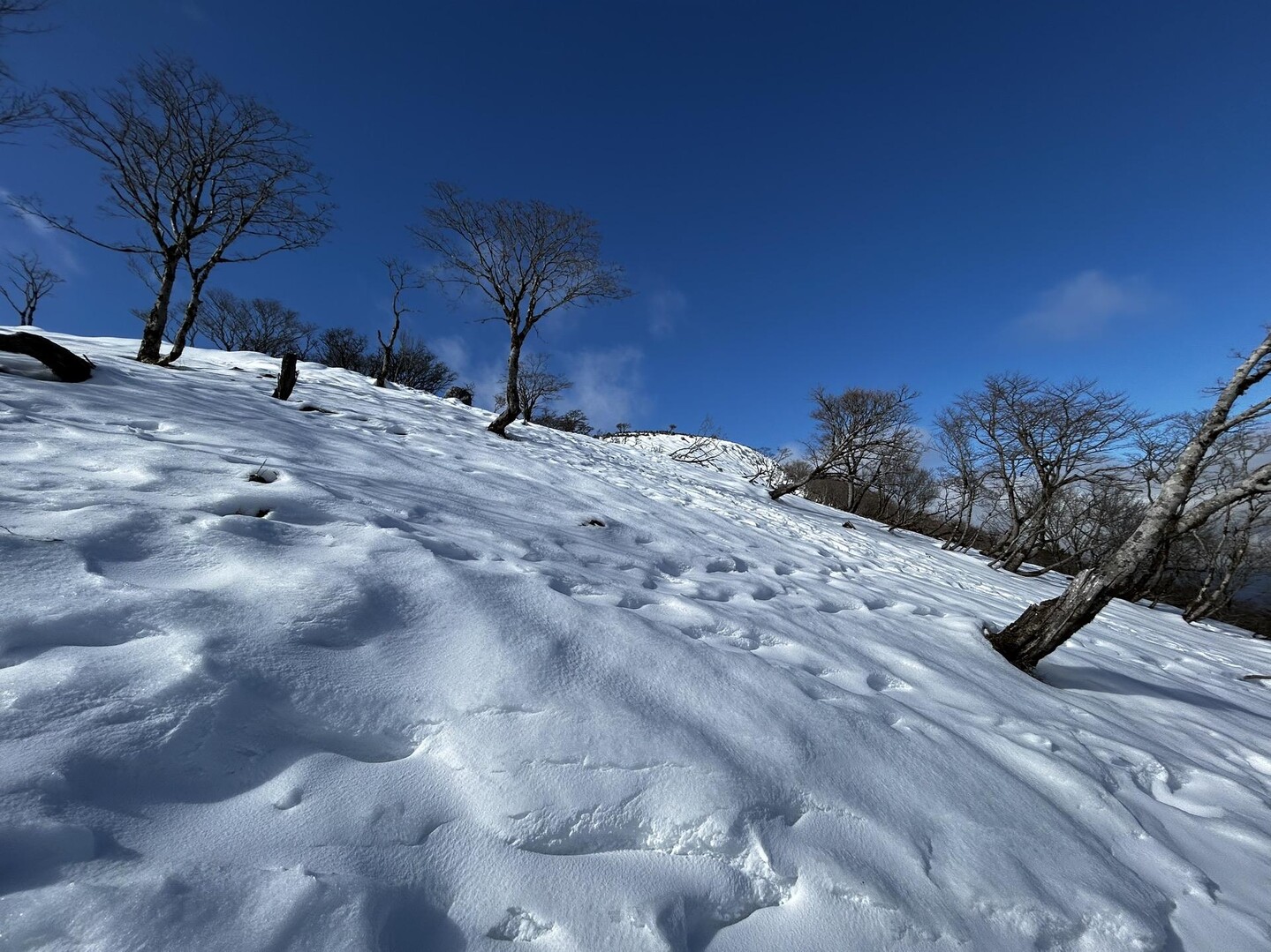 藤原岳 ️ 天狗岩 / Nandoさんの藤原岳・御池岳の活動データ | YAMAP / ヤマップ