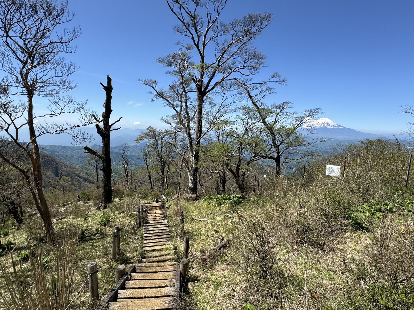 檜洞丸（ツツジ新道→箒沢） / HT_1さんの大室山・畦ヶ丸山・菰釣山の活動データ | YAMAP / ヤマップ