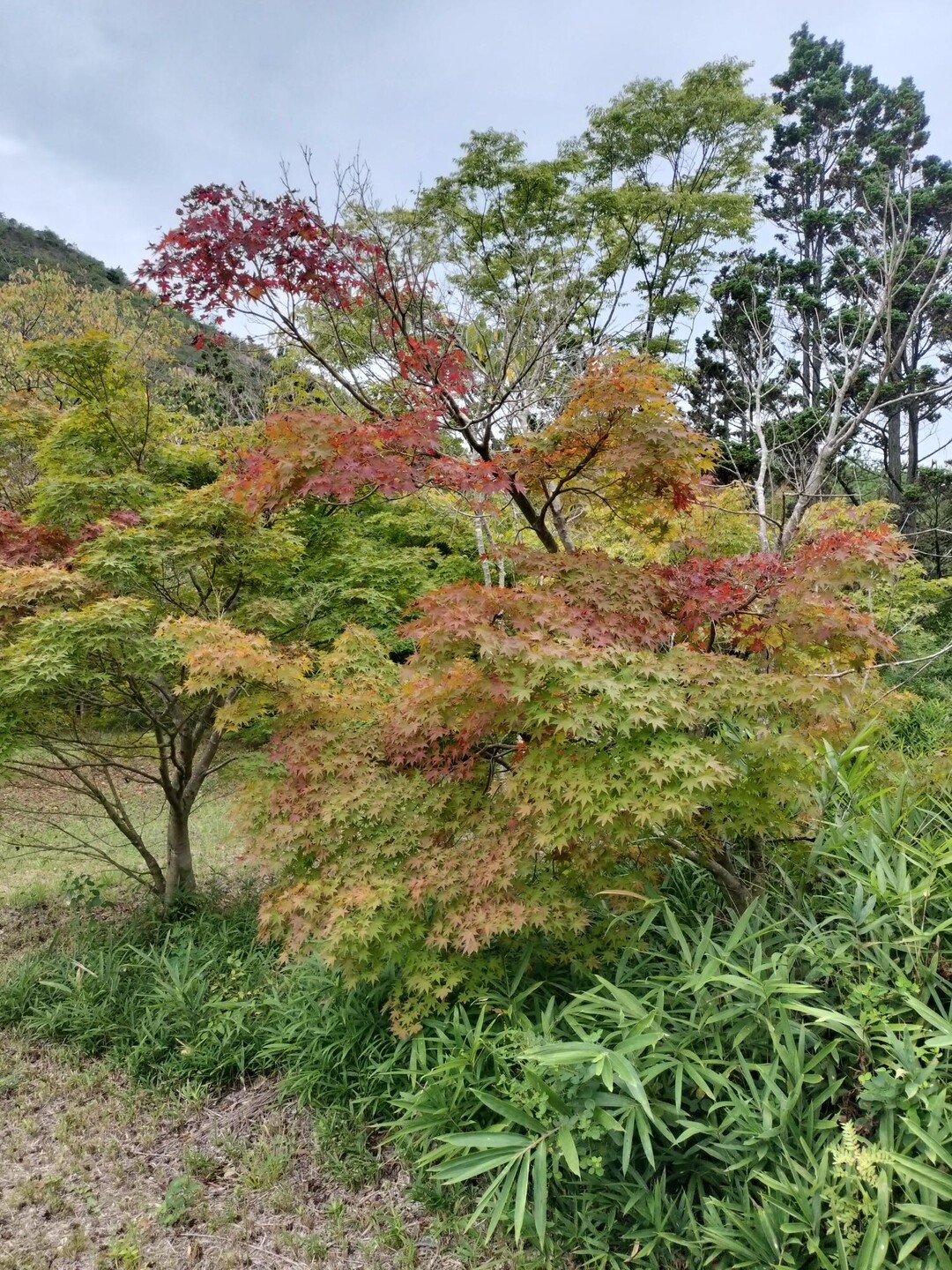 善防山・笠松山 / Temu北新地さんの加西アルプス・笠松山・善防山の活動データ | YAMAP / ヤマップ