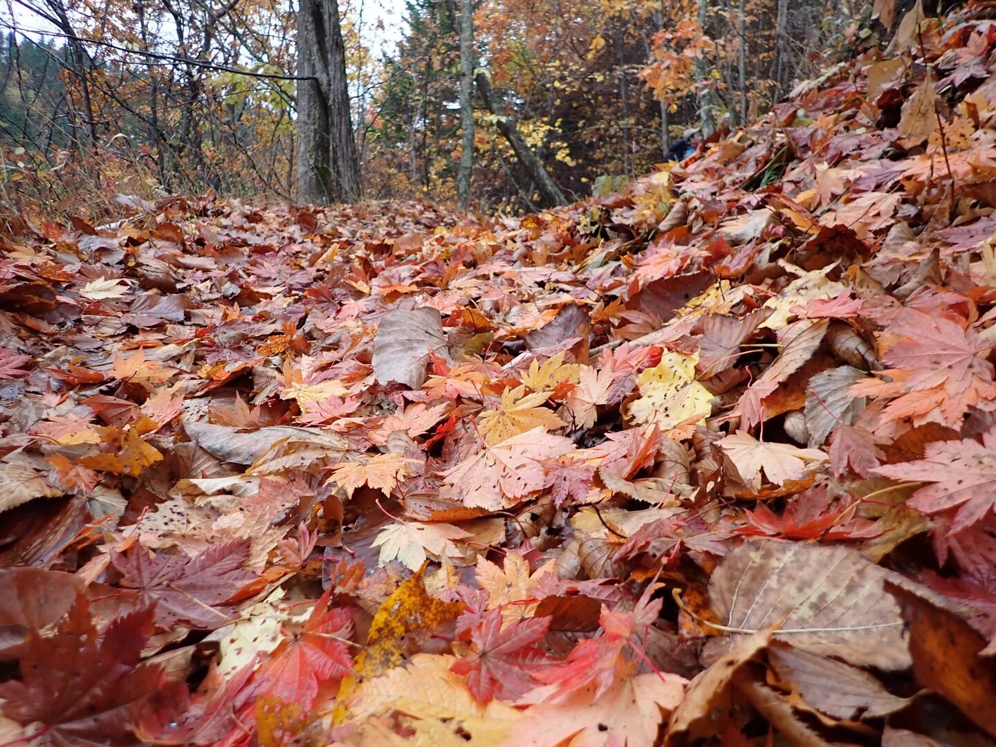 仁頃山 482回 / moneさんの仁頃山の活動データ | YAMAP / ヤマップ