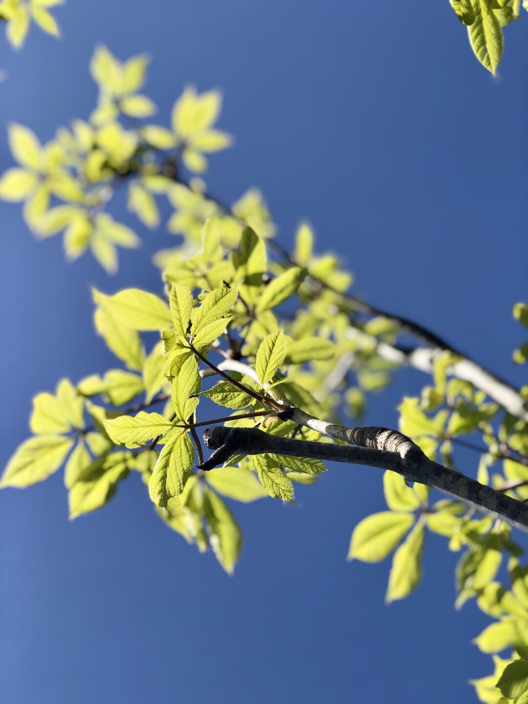 🌱風の谷のコシアブラ🌱 観察日記2023 NO1 / 登 人 《 ITC-ONE 》さんの竜ヶ岳の活動データ | YAMAP / ヤマップ