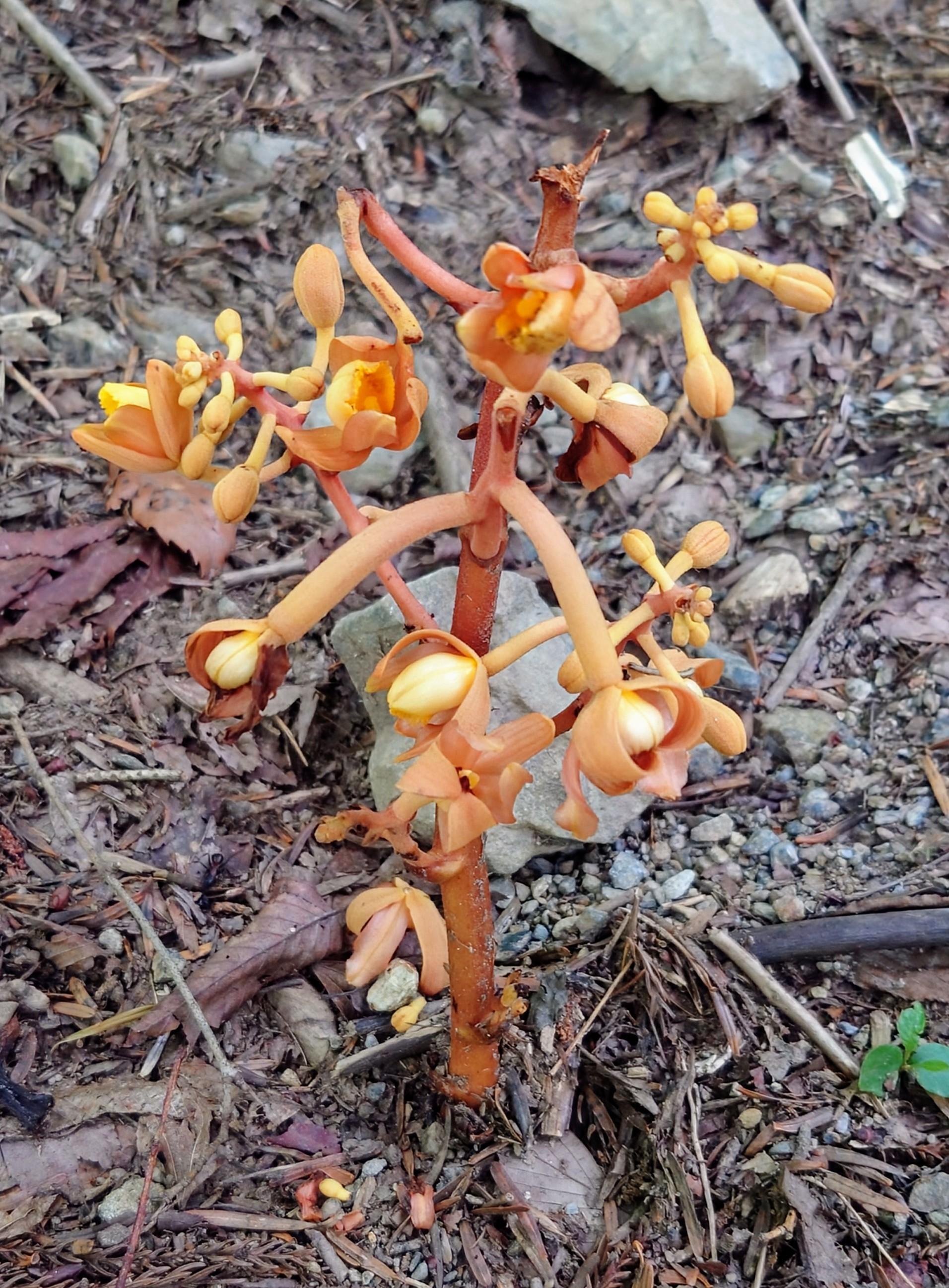 武奈ヶ岳 / katuさんの比良山地・武奈ヶ岳・釈迦岳の活動データ | YAMAP / ヤマップ