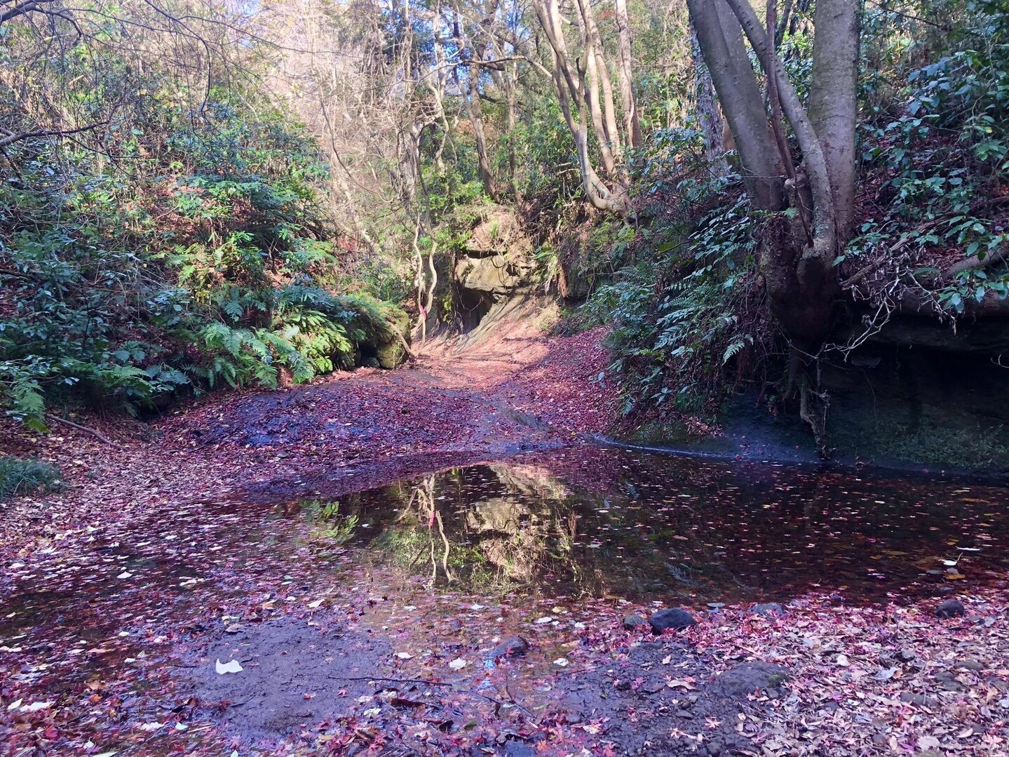 天台山 ️左側道〜番場が谷〜瑞泉寺 鎌倉アルプス（大平山・天台山）-2023-12-18 / Ryuさんの鎌倉アルプス（大平山・天台山）の活動データ | YAMAP / ヤマップ