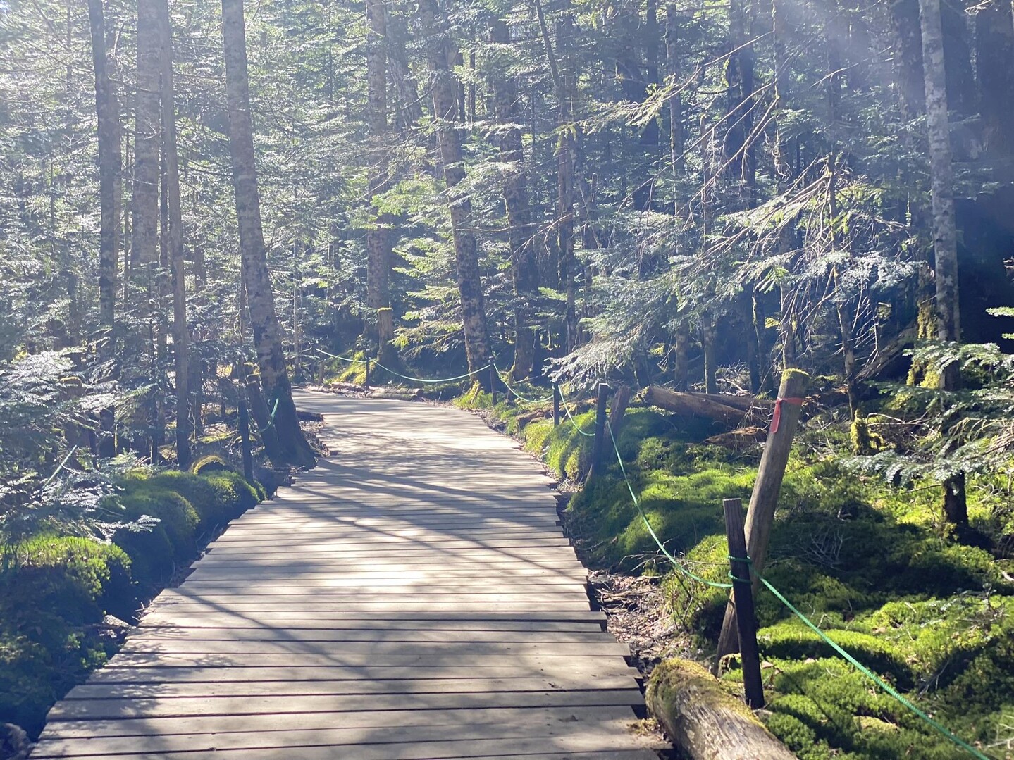 久しぶりに 苔の森をお山歩♪ / こもれびさんのモーメント | YAMAP / ヤマップ
