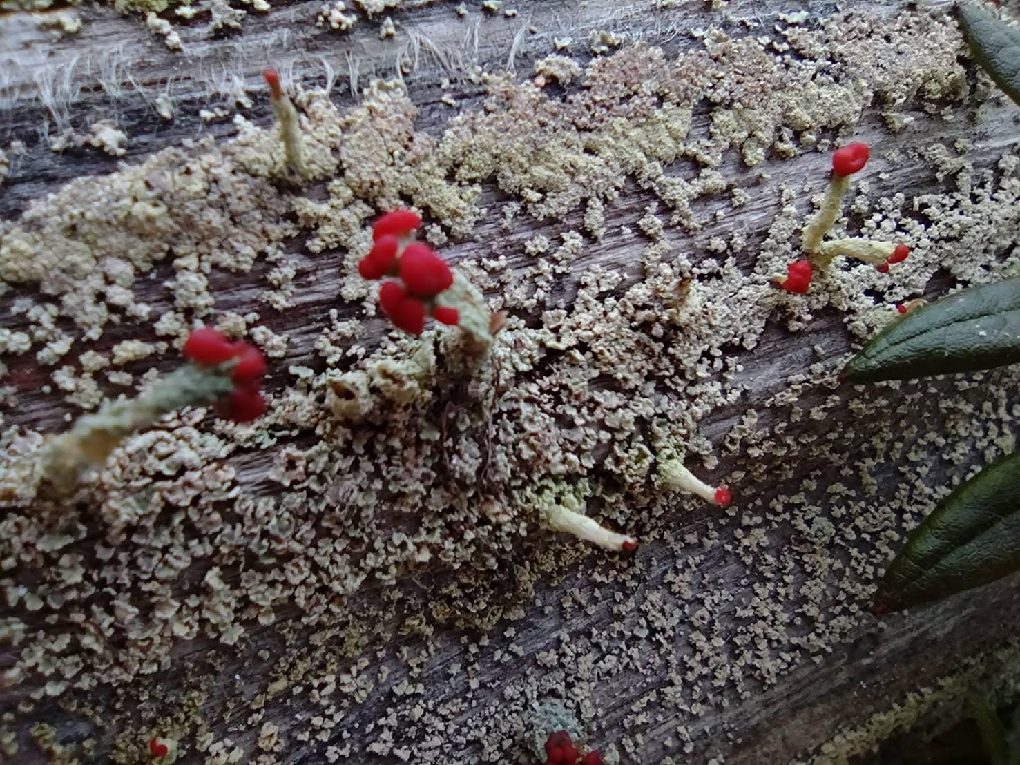 恵山Part2 / MARUさんの恵山・海向山の活動データ | YAMAP / ヤマップ