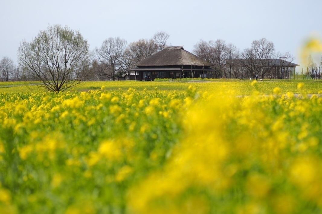 土曜に引き続き、お花見写んぽ記録です。 ... / momoさんのモーメント | YAMAP / ヤマップ