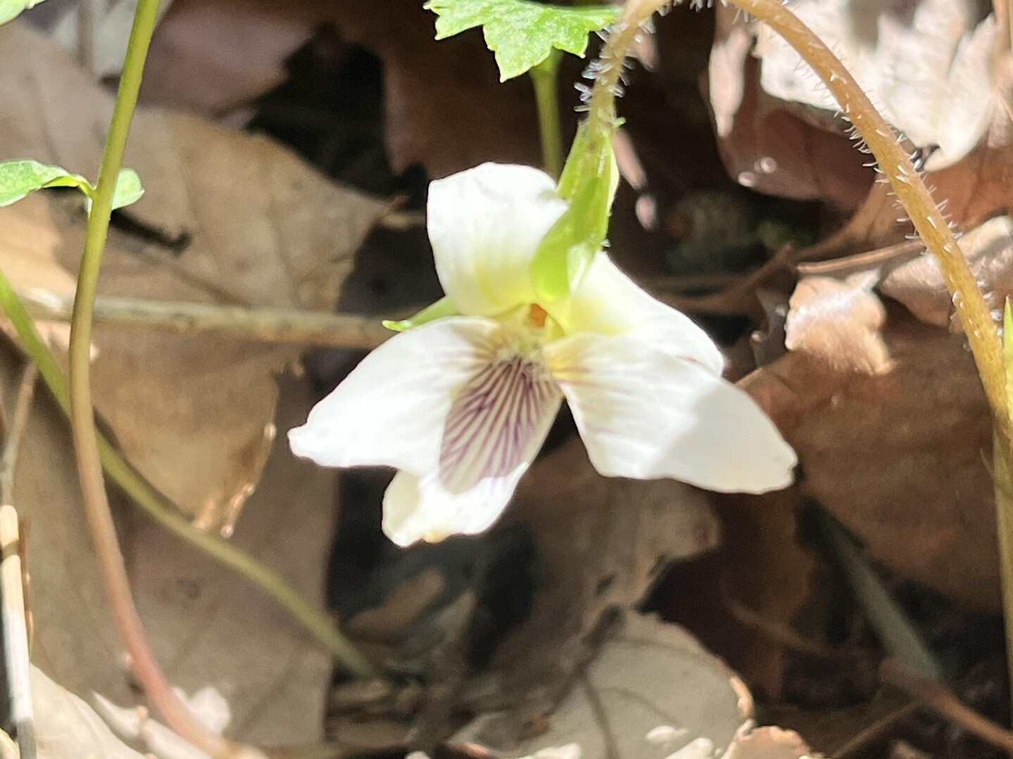 片倉城跡公園 (4/10 part2) ... / カ フェモカさんのモーメント | YAMAP / ヤマップ