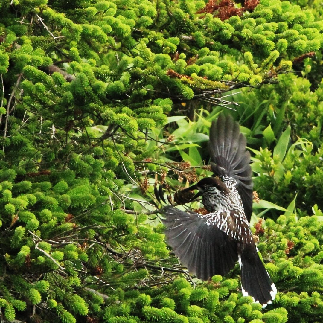 シュンのページ | YAMAP / ヤマップ