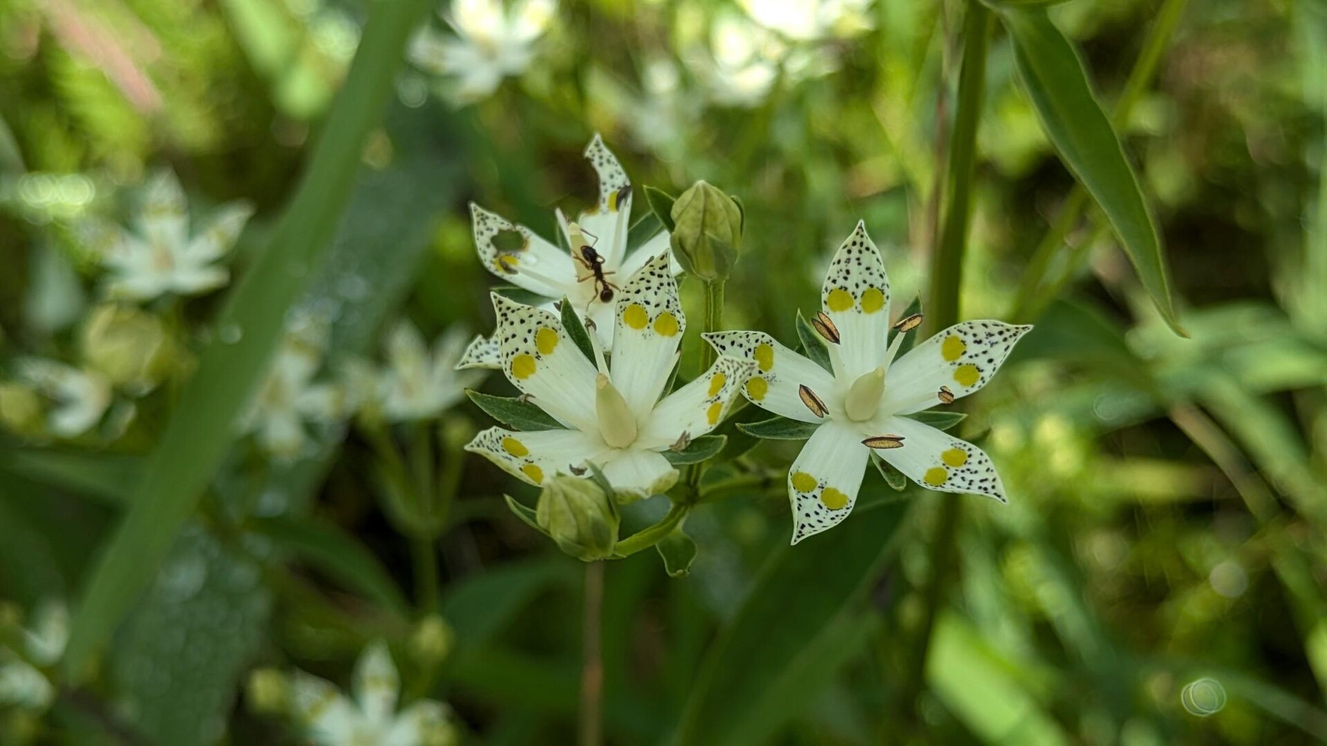 裏燧林道から見晴、尾瀬沼 / ポピーさんの尾瀬・燧ヶ岳の活動データ | YAMAP / ヤマップ