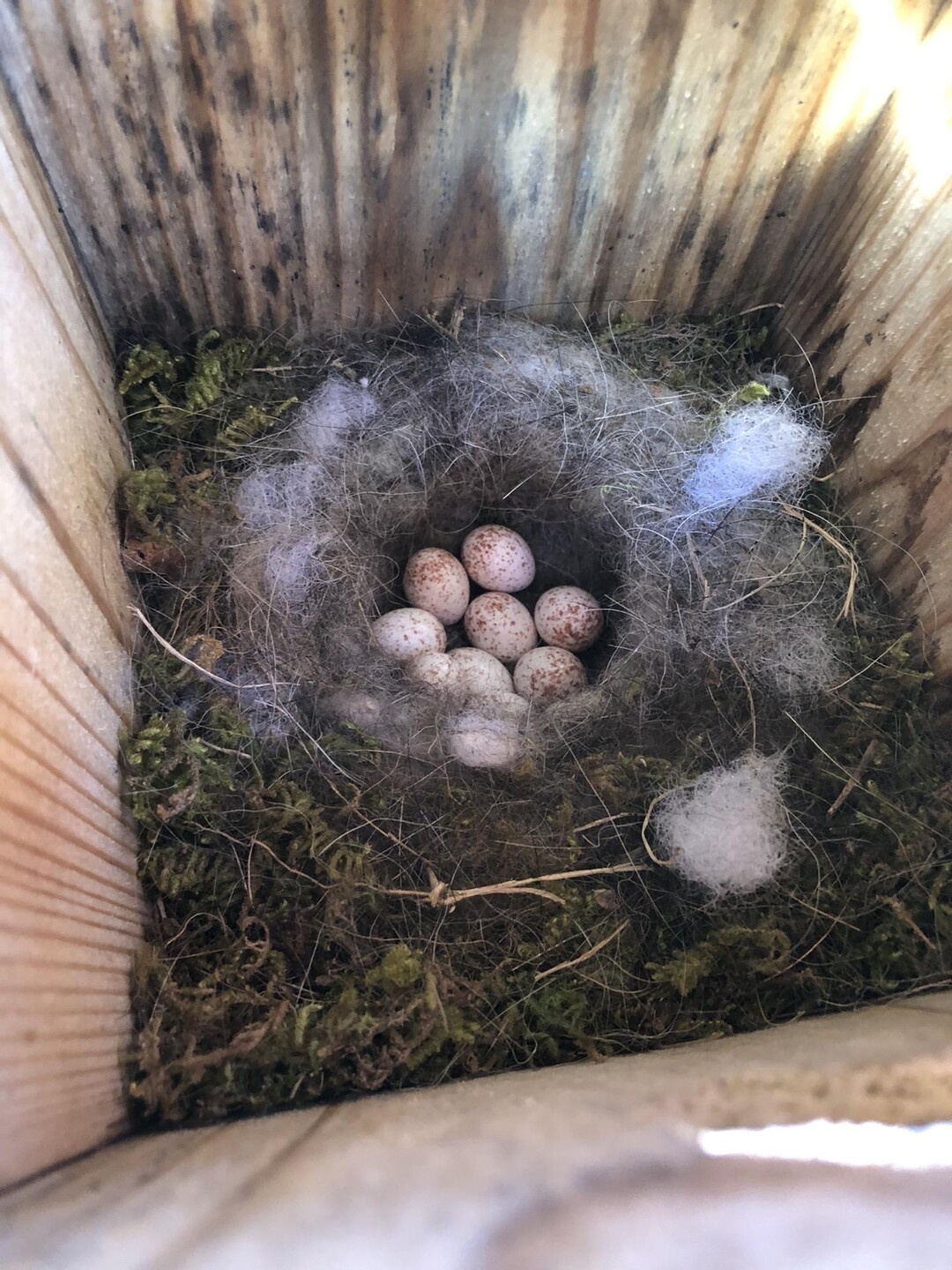 週刊シジュウカラ vol.2 お暇な時... / たっけ さんのモーメント | YAMAP / ヤマップ