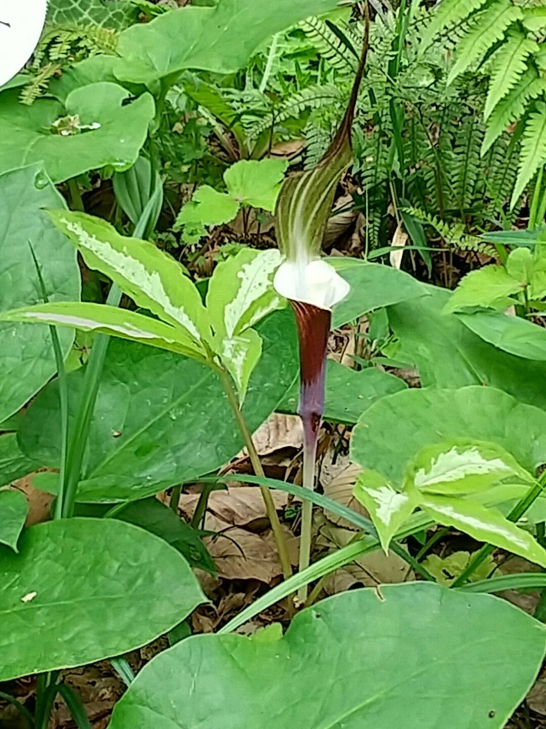 横倉山 / srimatiさんの横倉山の活動データ | YAMAP / ヤマップ