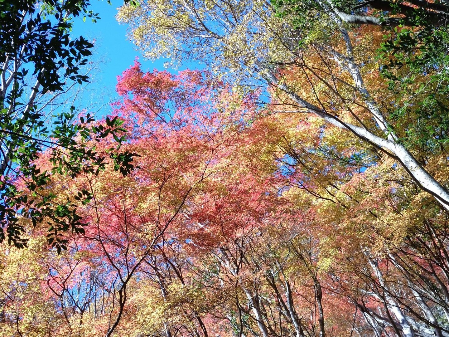 もみじ🍁遊山【女浅間山・阿曽浅間山・網掛山・大内の高】 / みかりんさんの網掛山の活動データ | YAMAP / ヤマップ