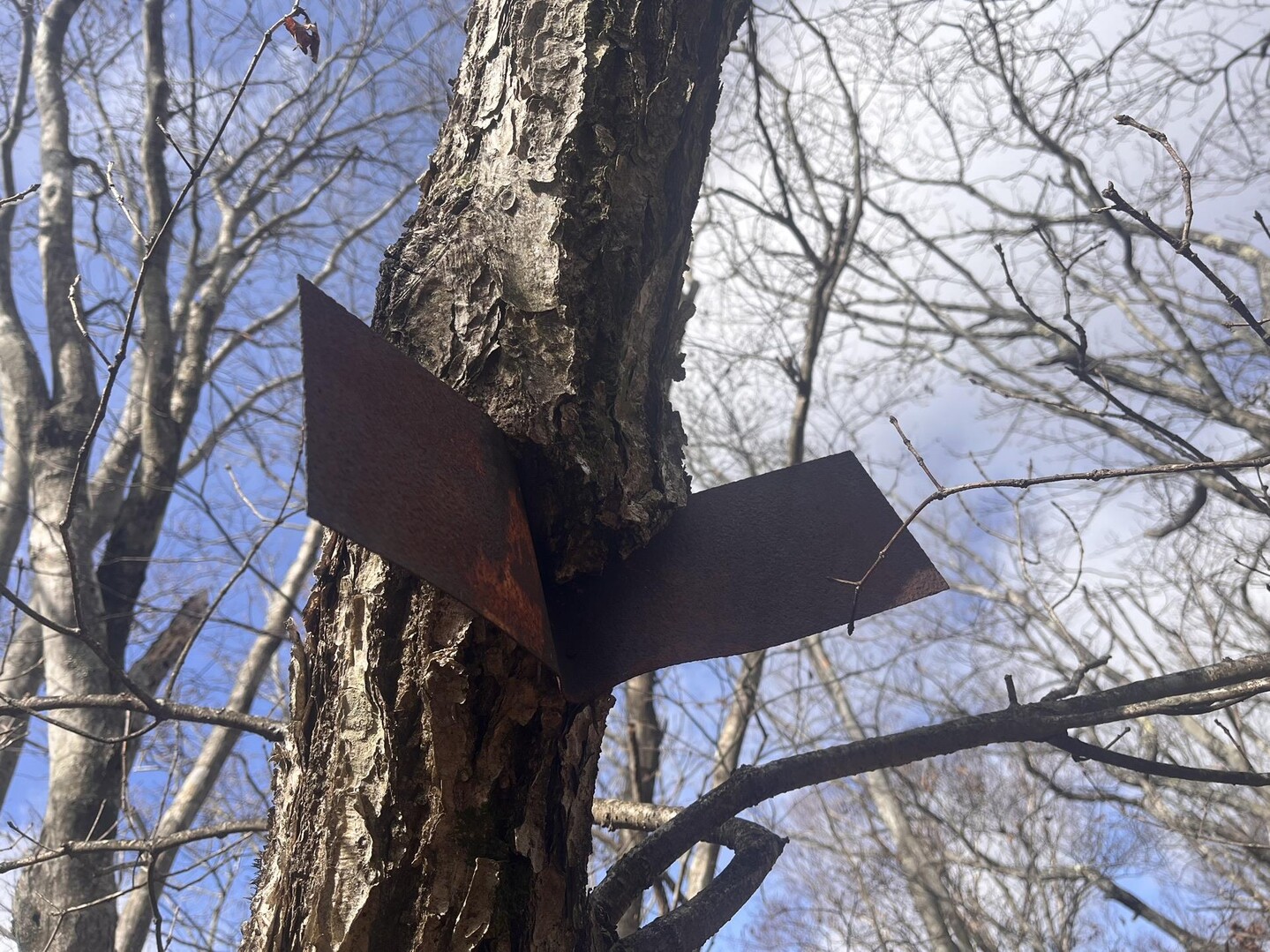 🪧ガブリ🌲 / もり田さんのモーメント | YAMAP / ヤマップ