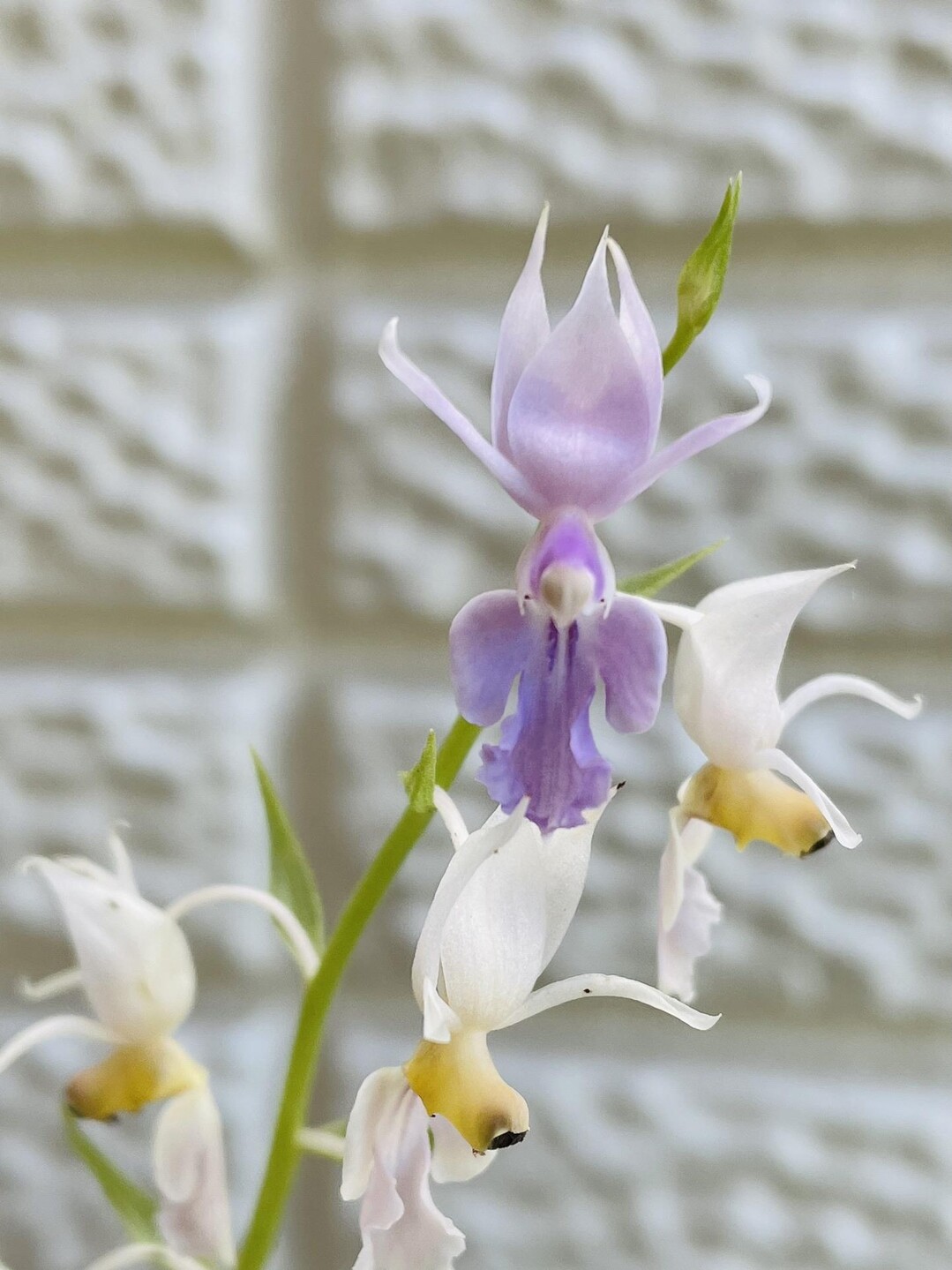 R6.9.4 この間、三峰山⛰に行った帰... / ·̩͙꒰ঌ hiro‪ ·͜·ᰔᩚさんのモーメント | YAMAP / ヤマップ